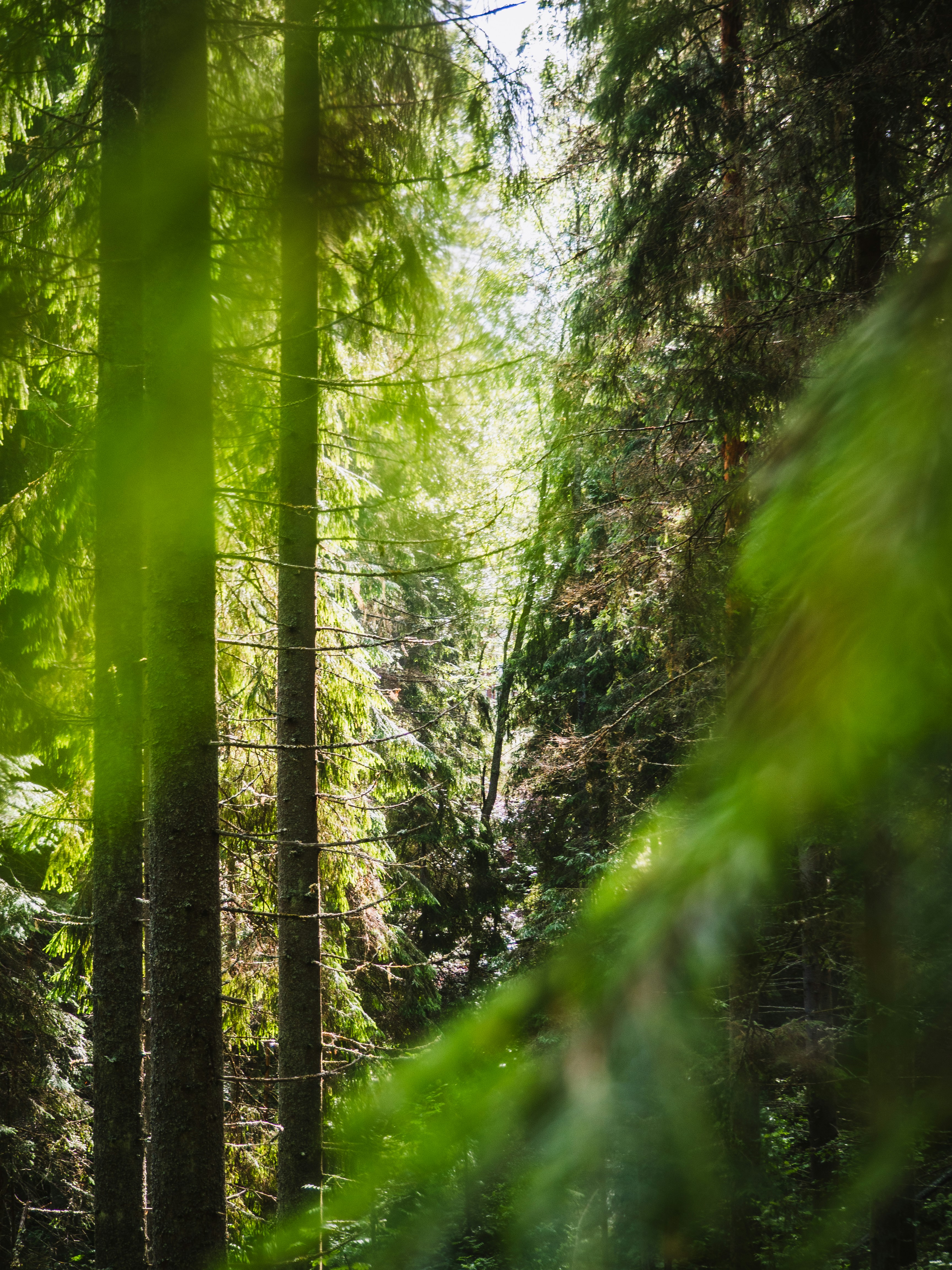 Sunlit Pines through a Veil of Green