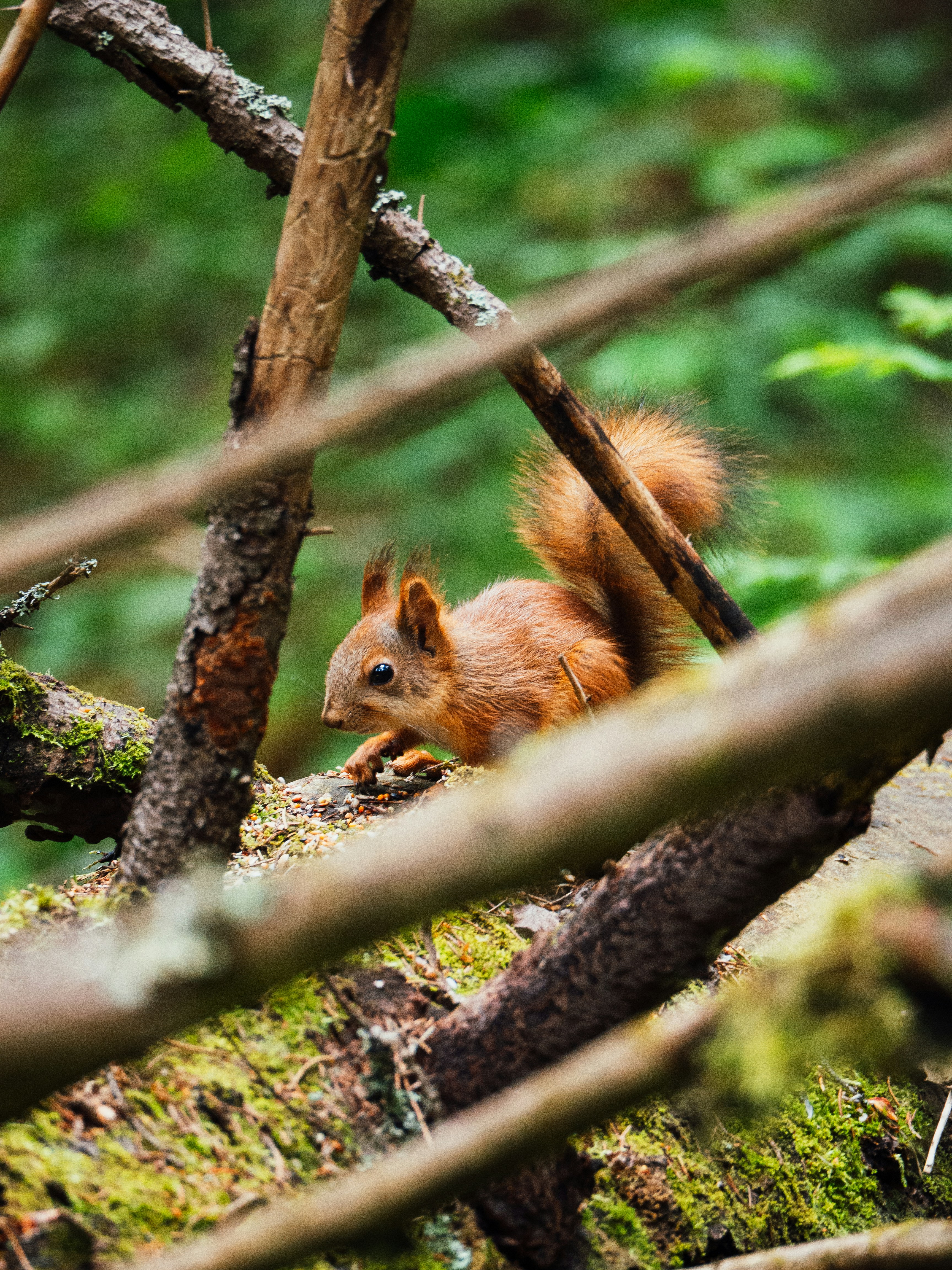 Red Squirrel on Mossy Logs: A Narrow Escape Through the Branches