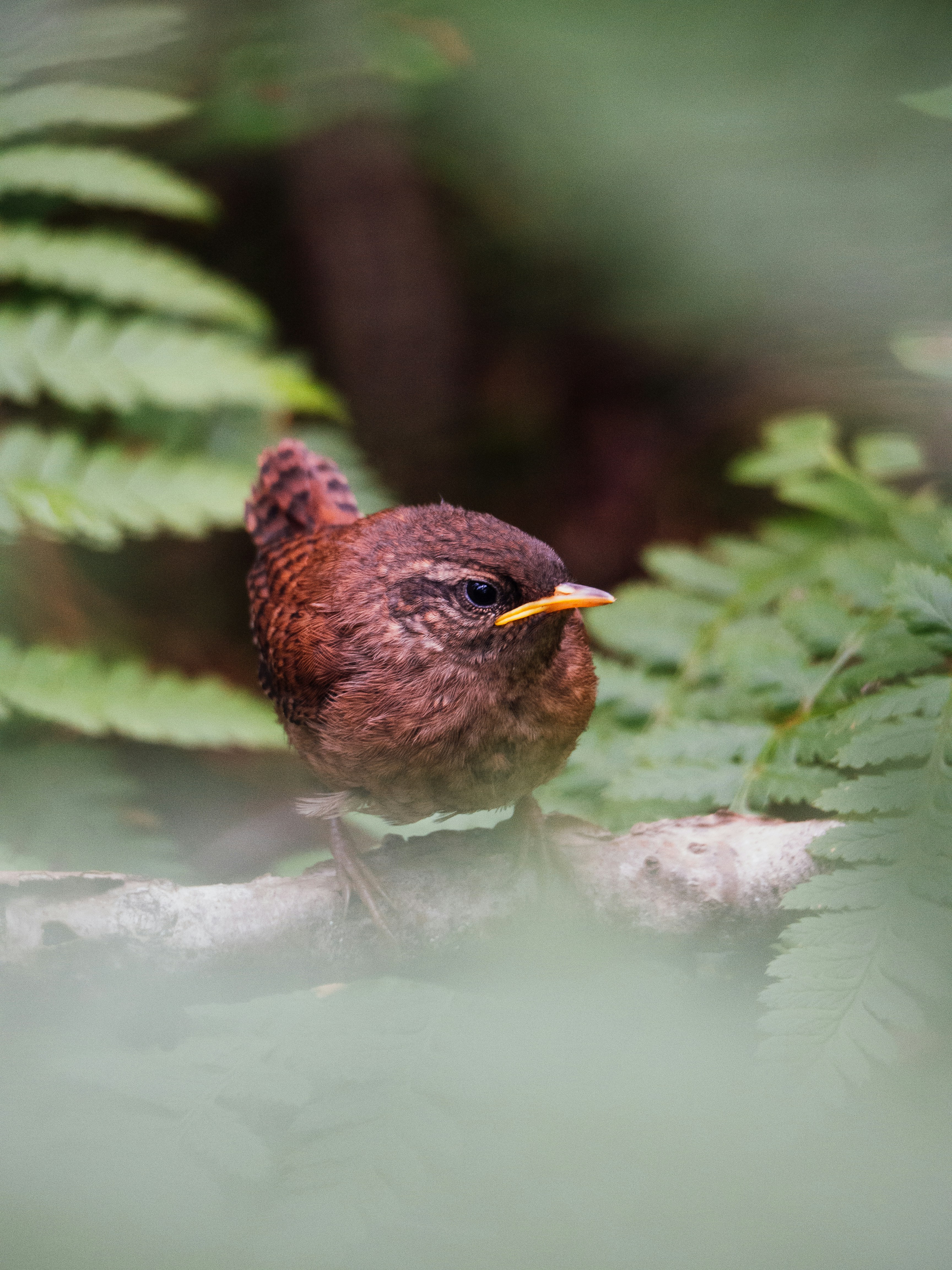 Hidden Thrush in Fern Light