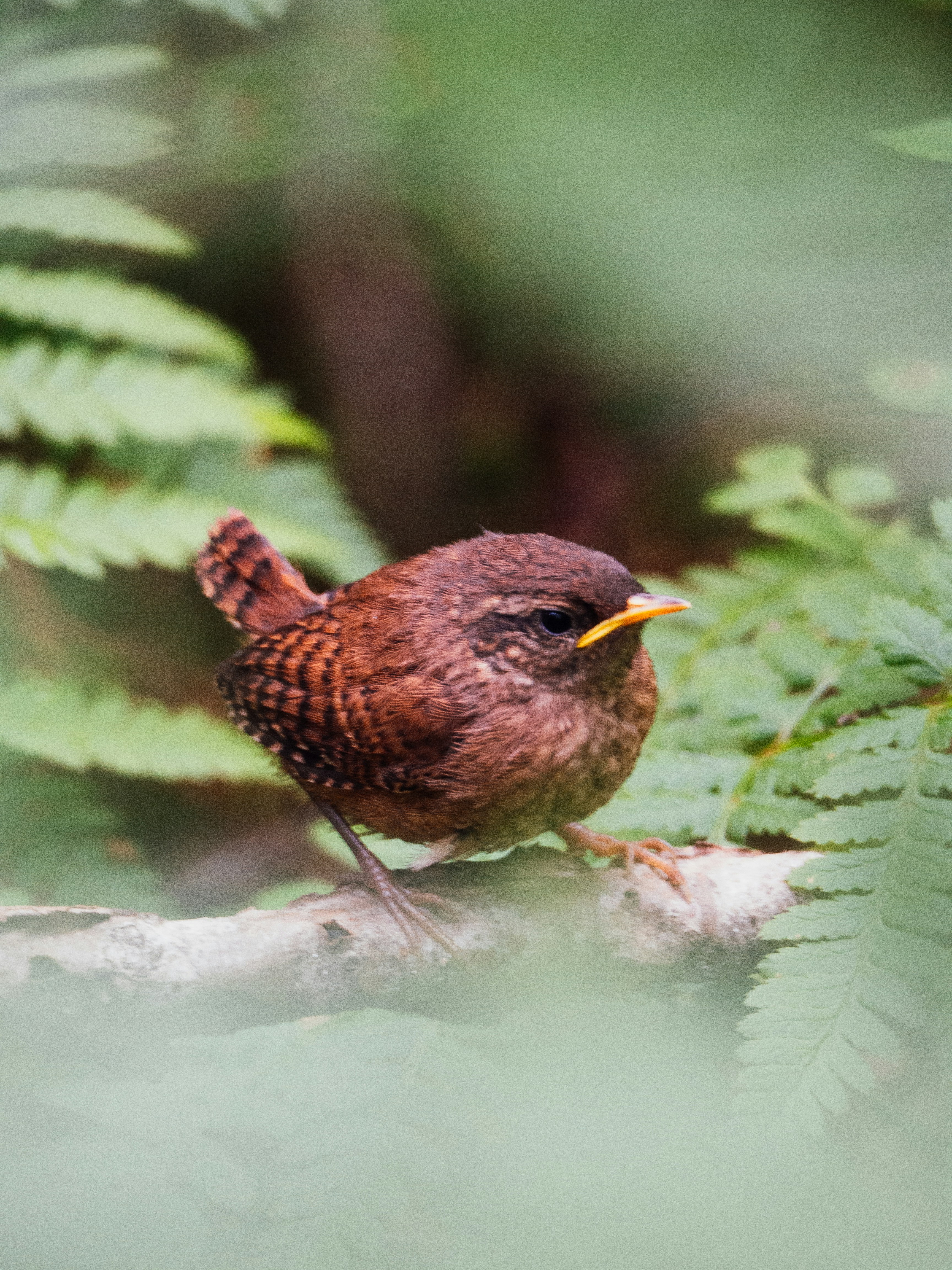 Brown Warbler on a Fern-Washed Branch
