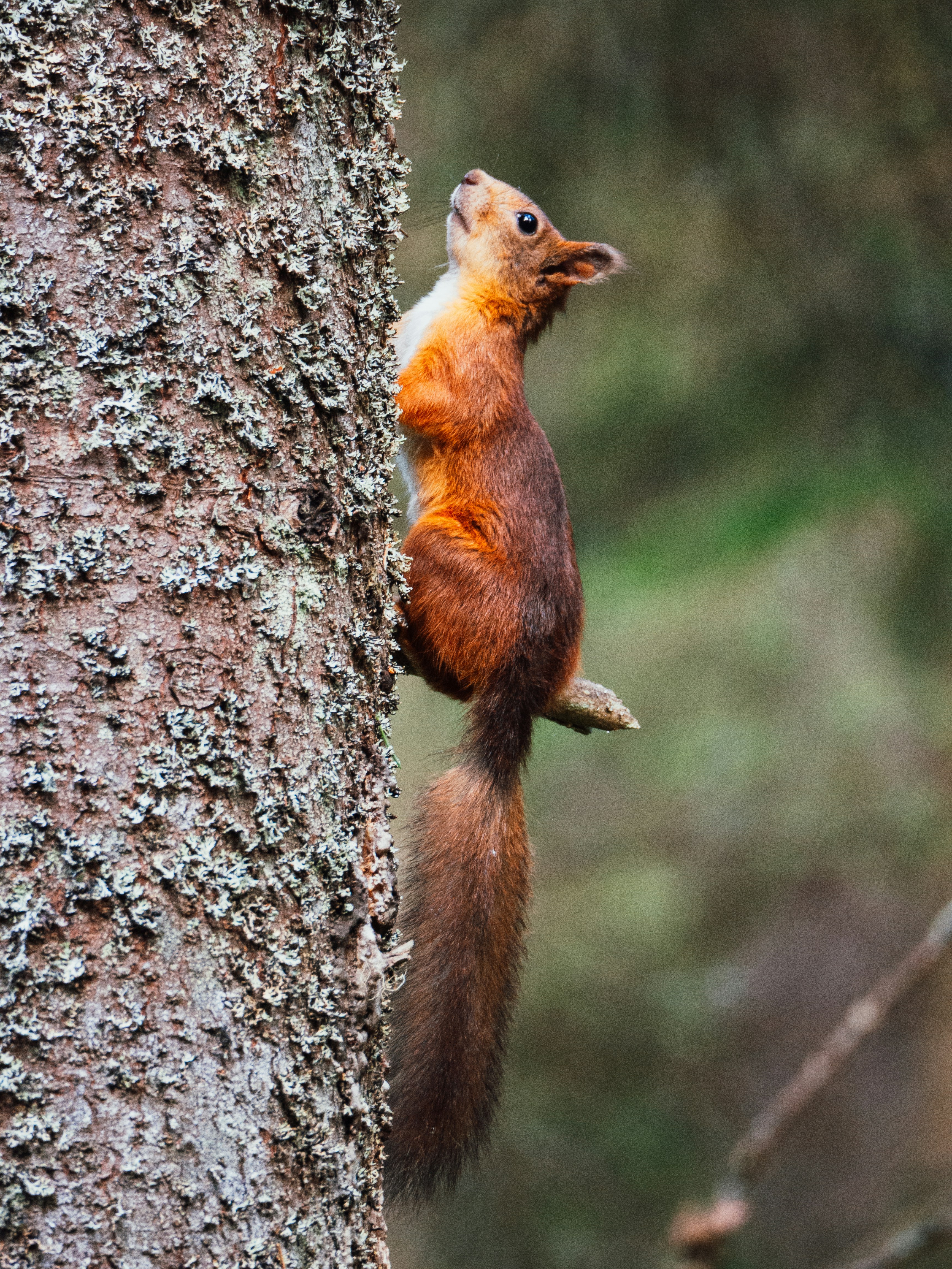 Squirrel Cling: A Rusty Tail Stretched Toward the Bark