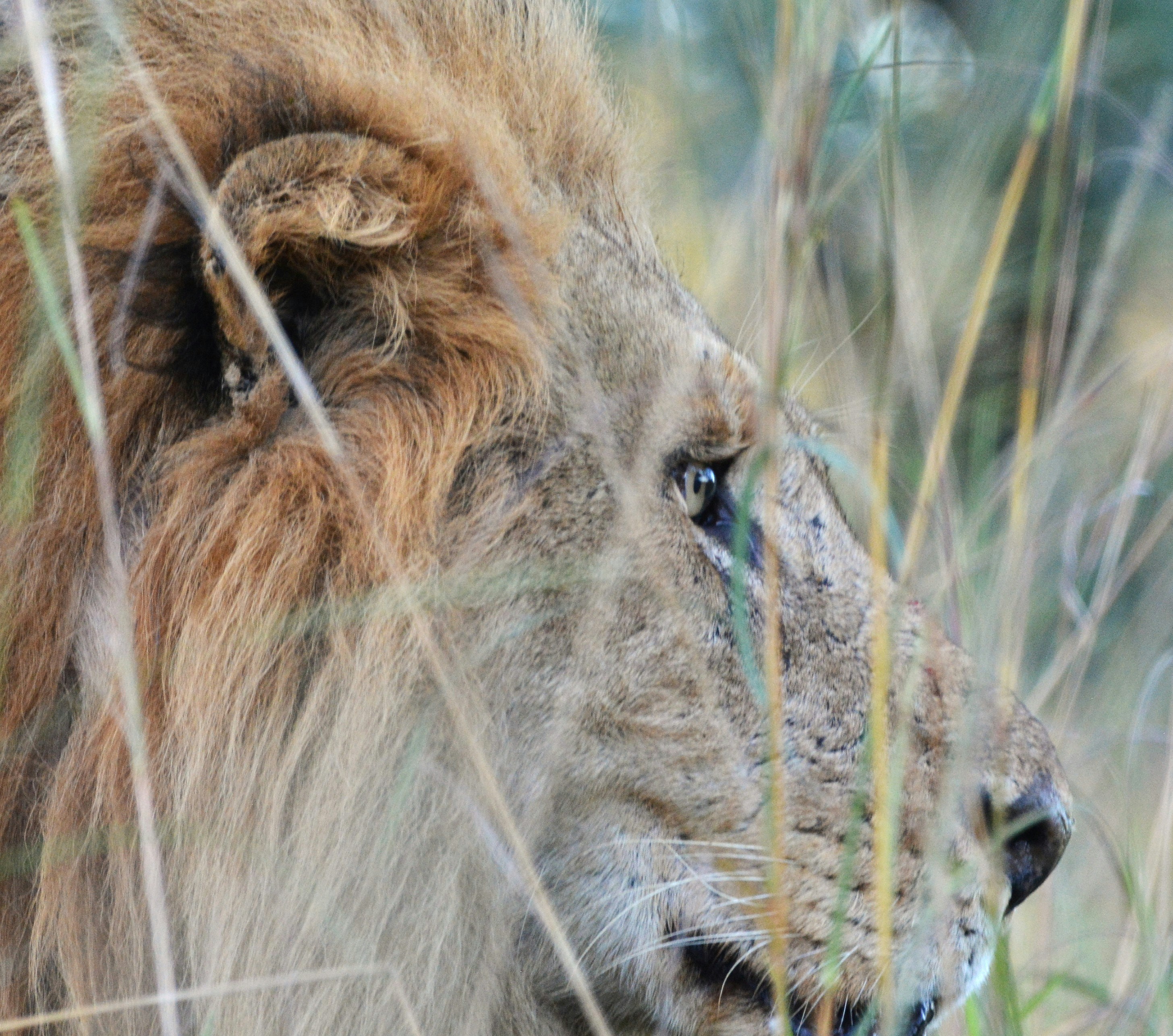 Side-profile of a Leo in tall grasses