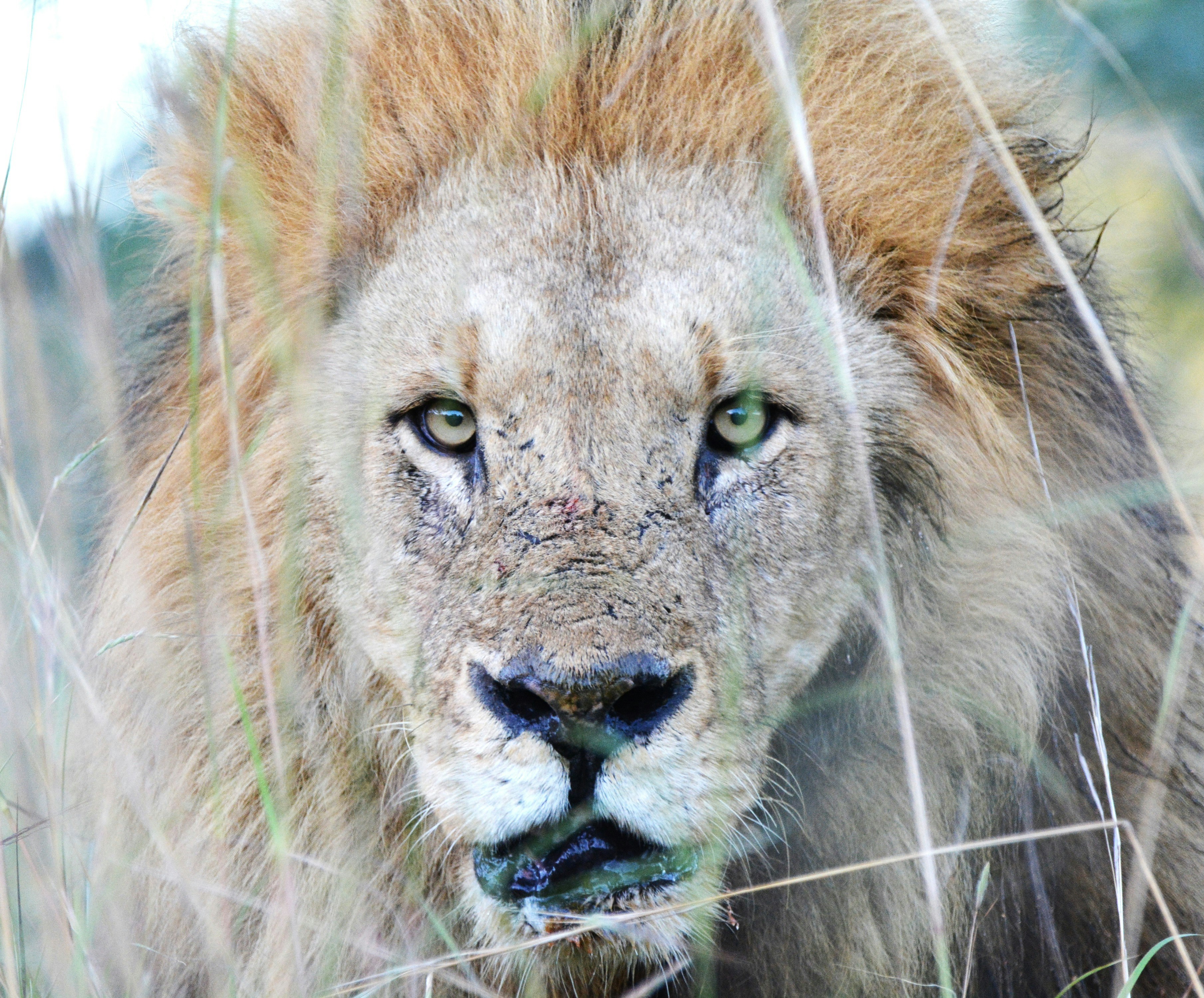 Majestic Focus: A Lion’s Gaze Through Tall Blades