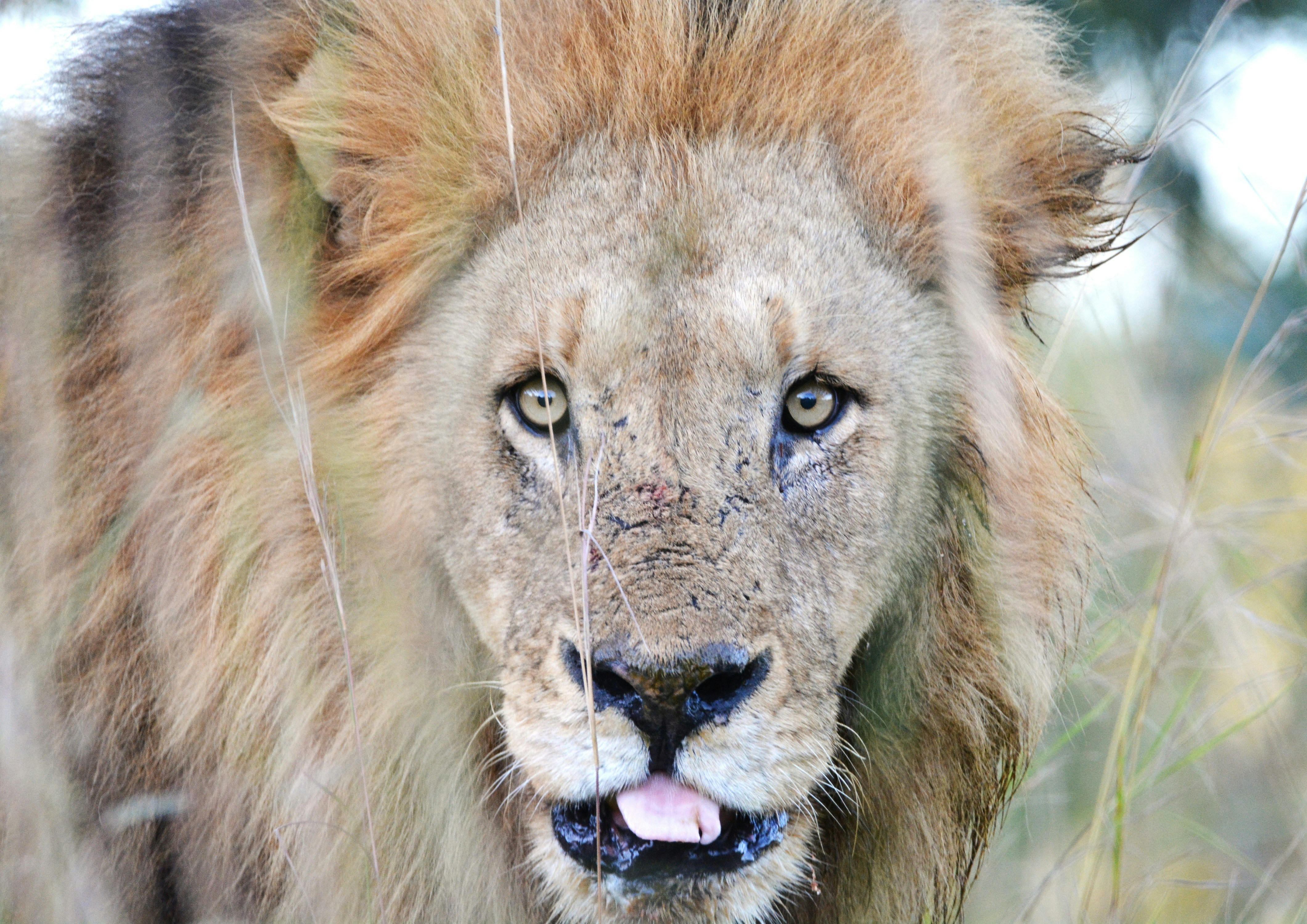 Majestic Gaze: A Lion's Close-Up Amid Tall Grasses