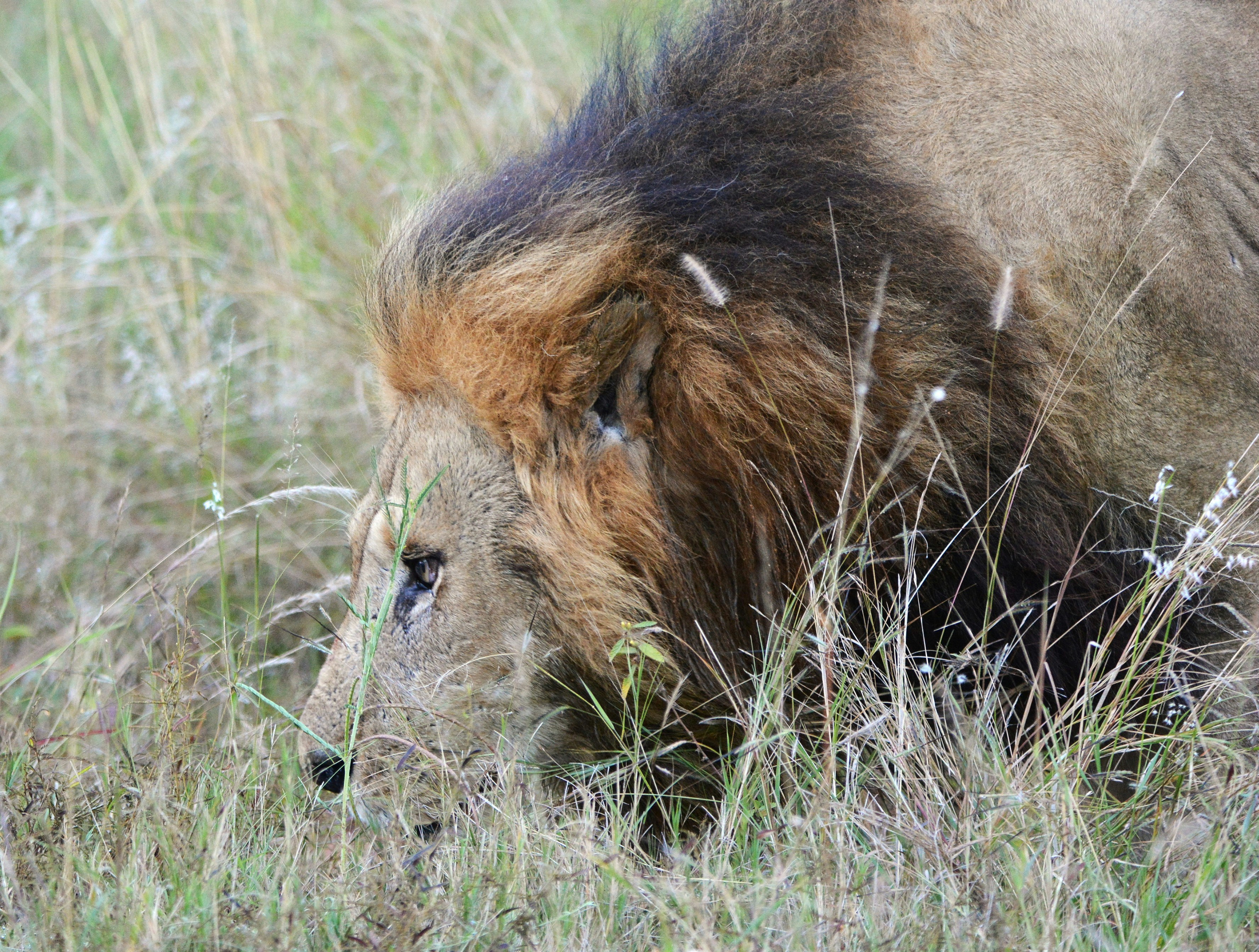 Lion Low in Grass: Portrait Emergence on a Drowsy Morning