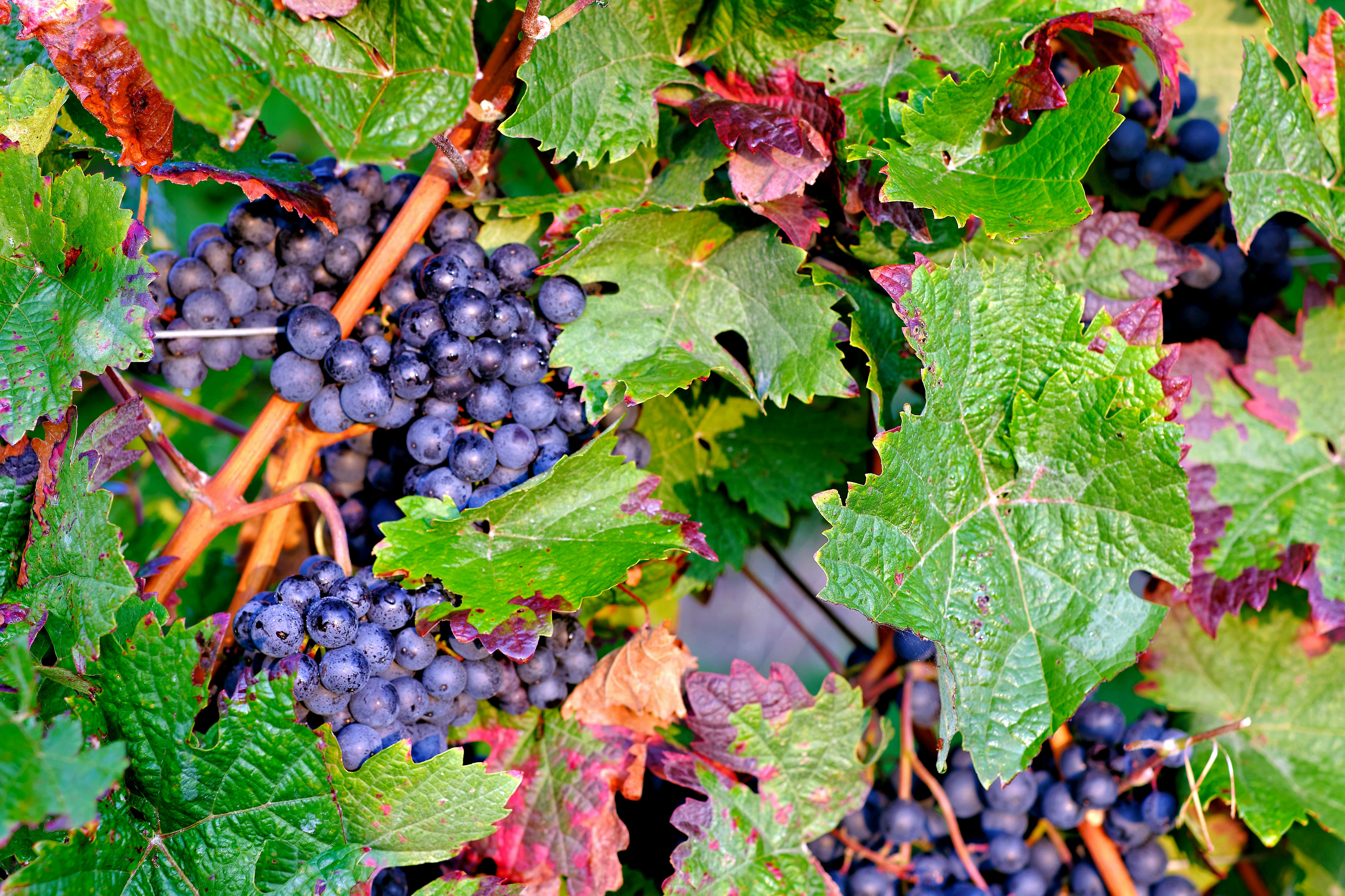Vine-Ripened Clusters: Noble Grapes Hidden Among Green and Scarlet Leaves