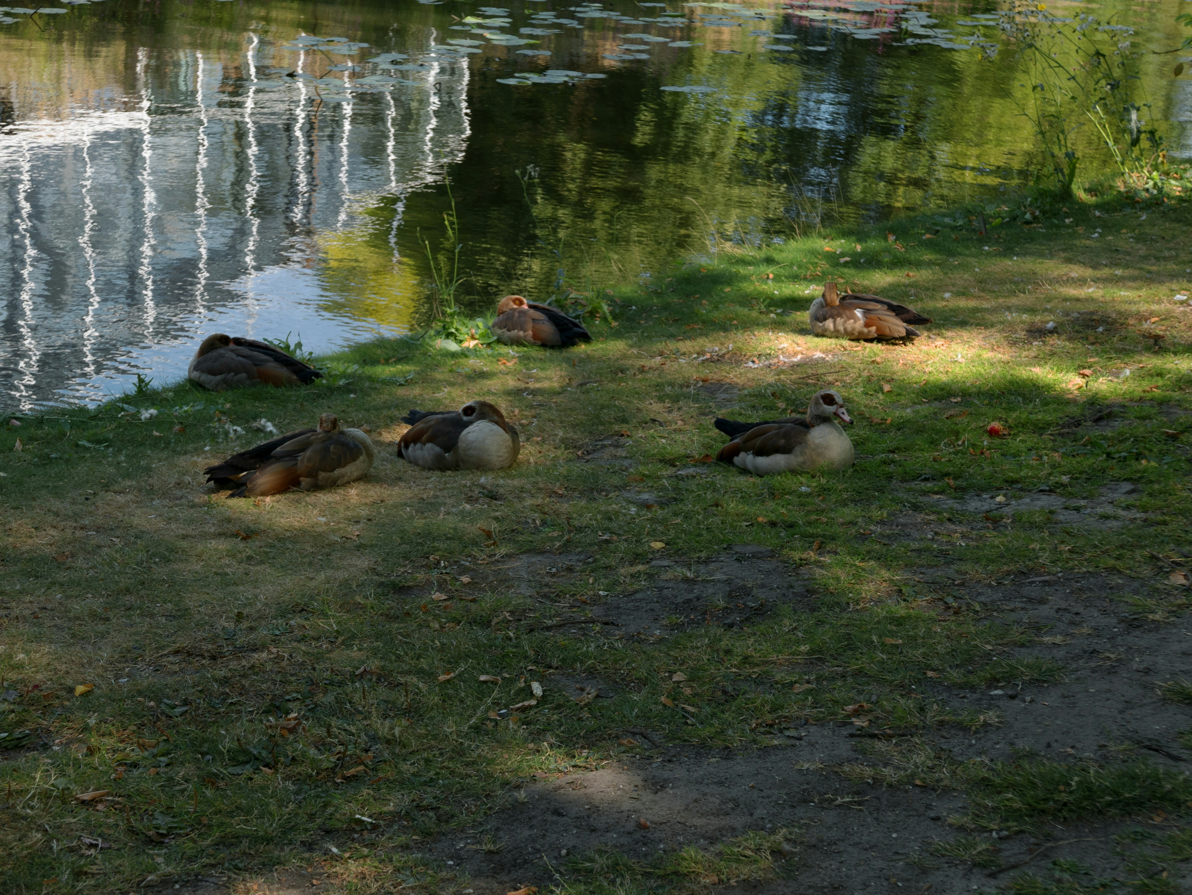 Ducks at Rest by the Waterline
