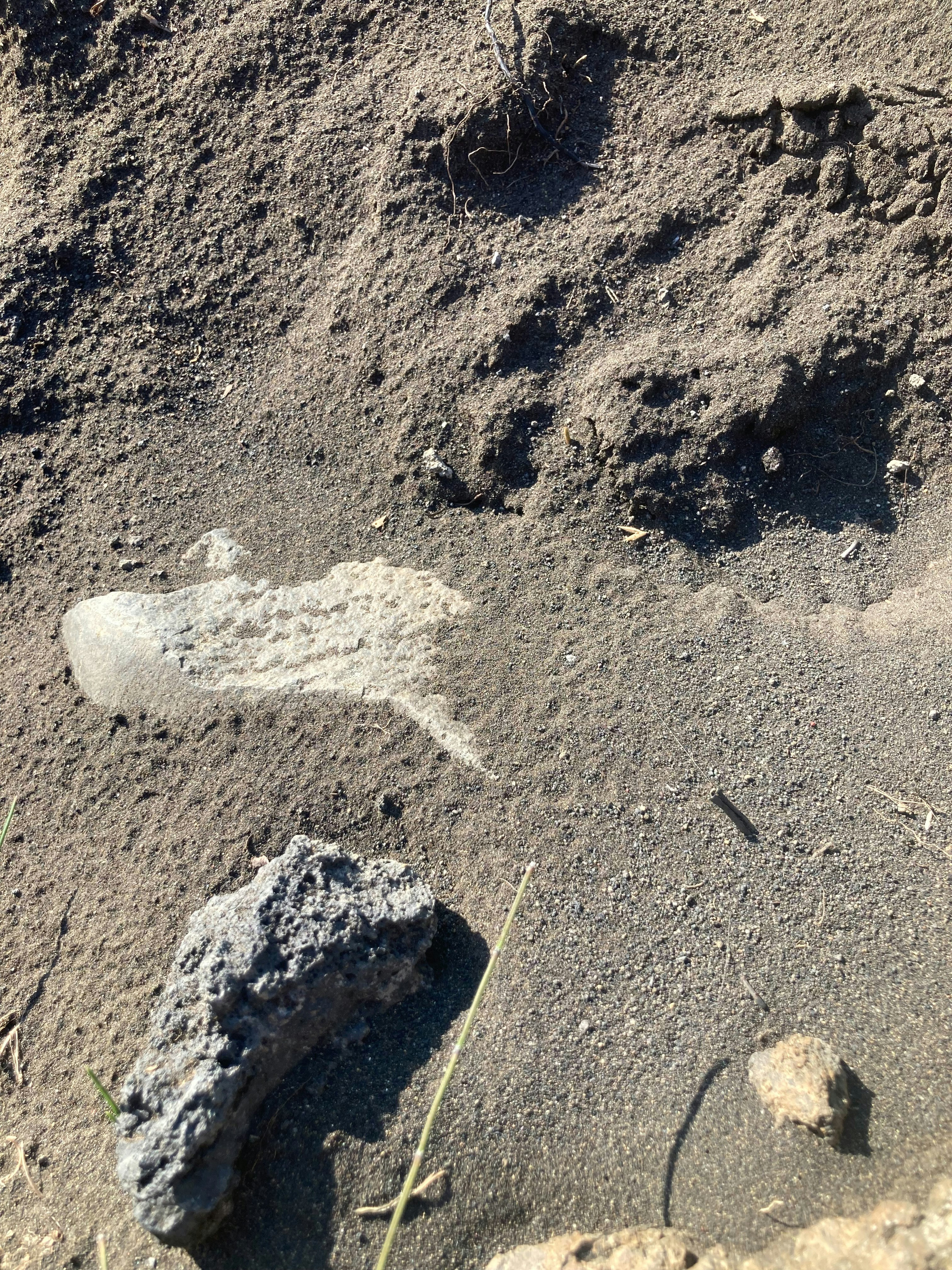 Footprint in Dry Ground: A Pebble Path Across the Sand