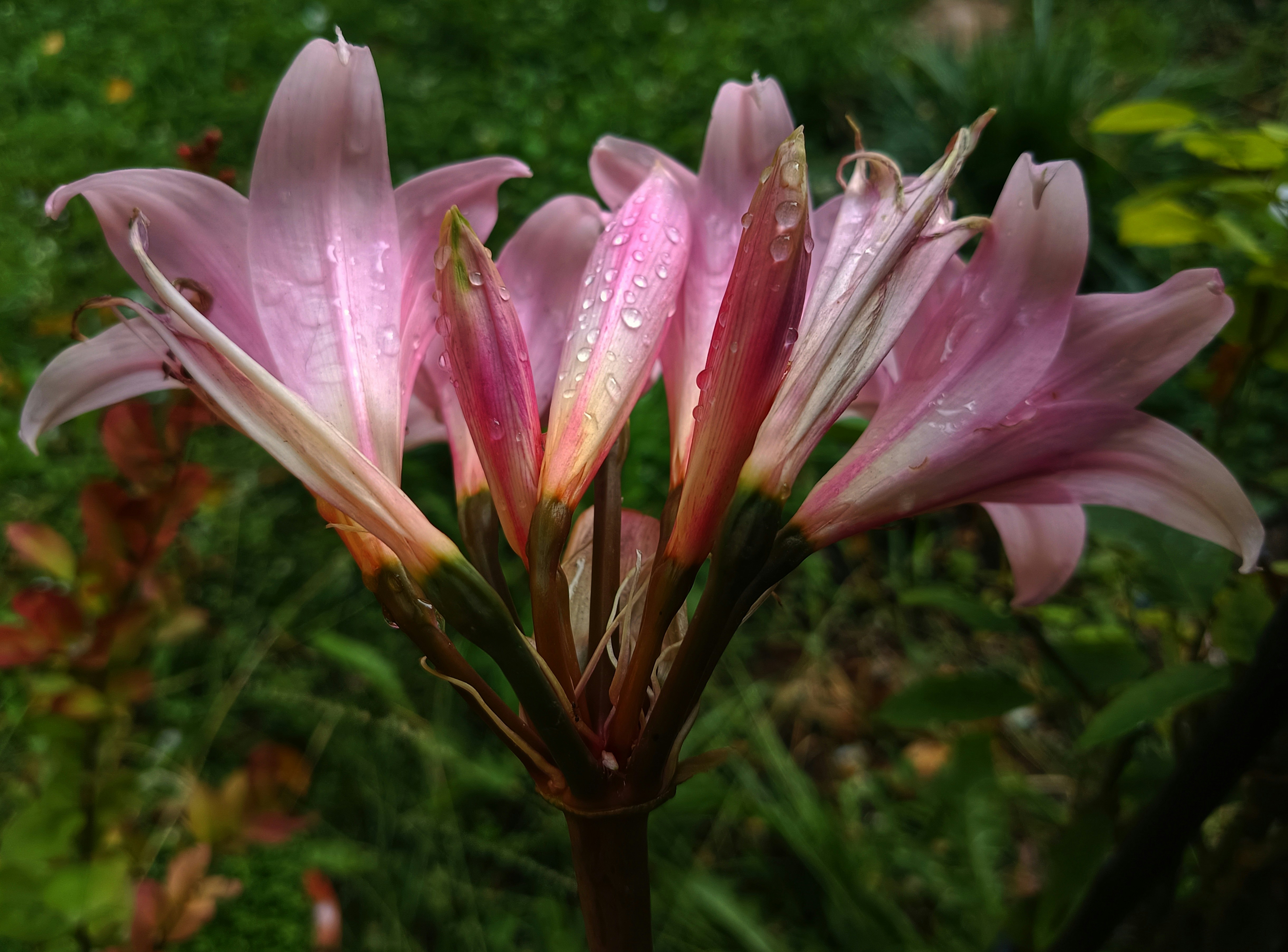 A cluster of pink lily flowers with water droplets on the petals