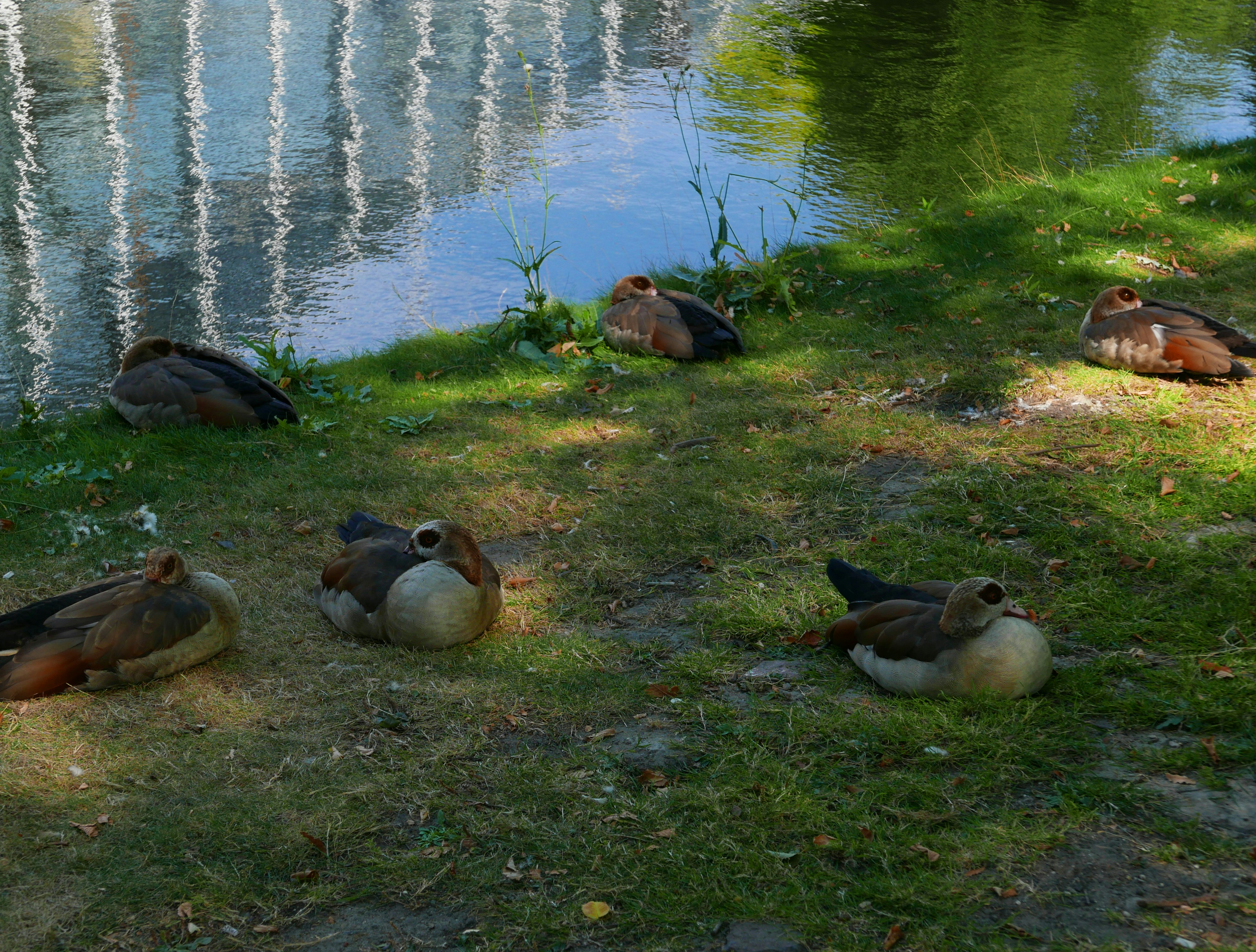 Sunlit Pile of Drowsy Ducks by a Dappled Canal
