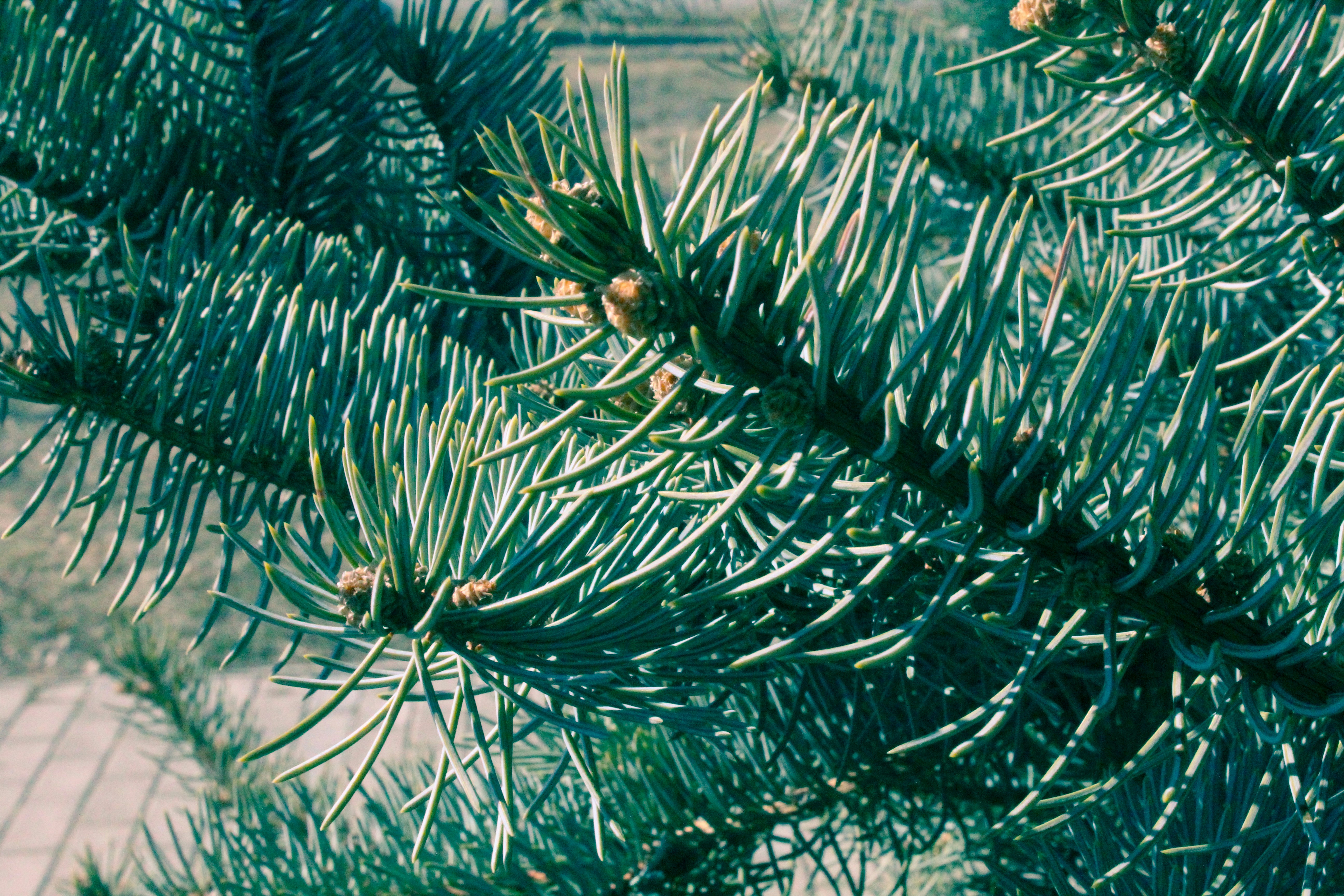Verdant Spines: A Close-Up of Needle-Like Foliage Framed by Sunlit Texture