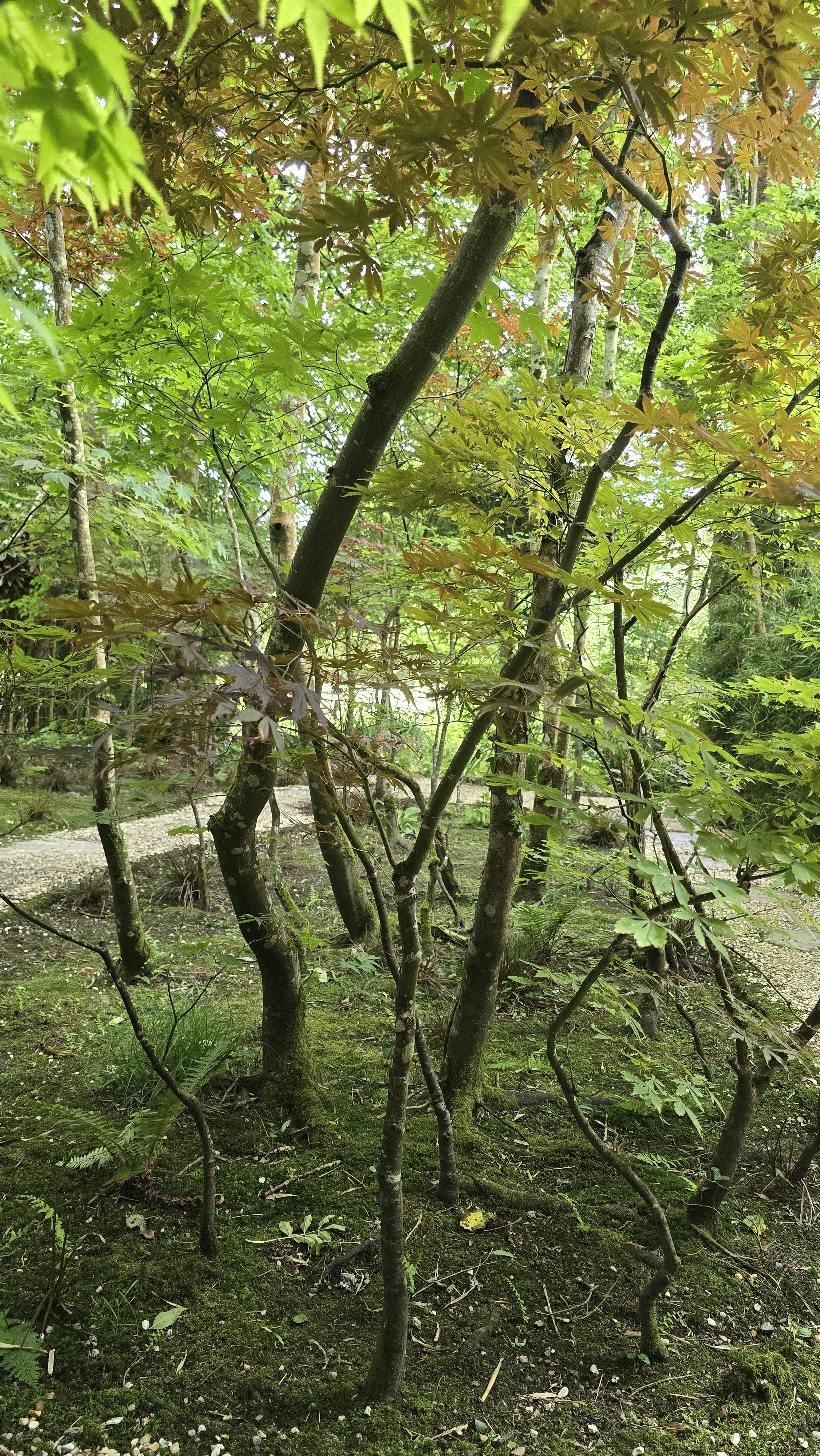 Whispering Maples: A Cluster of Slender Trees in Soft Dappled Light