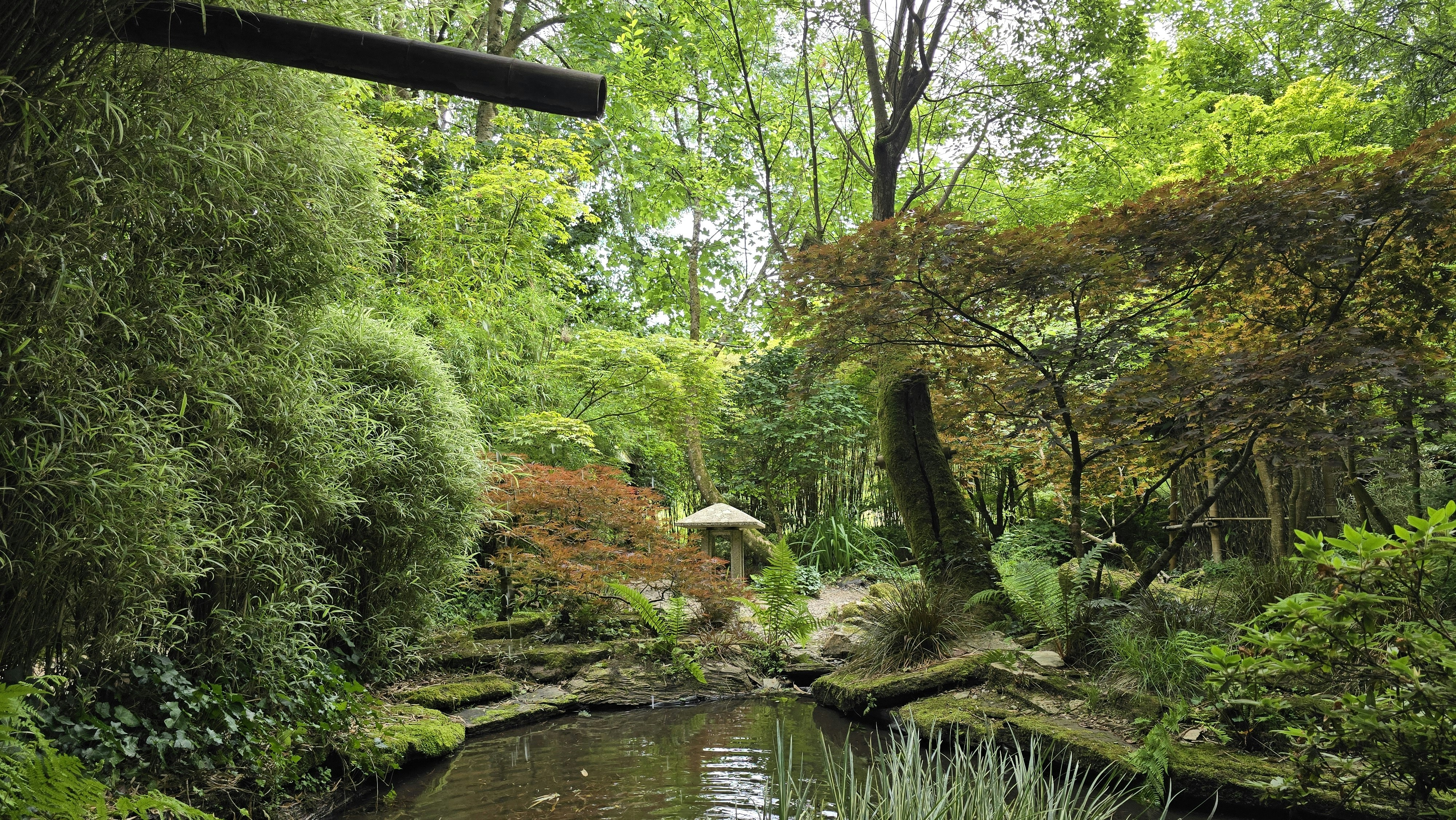 Quiet Japanese-style Garden Mirror, Framed by Lush Foliage