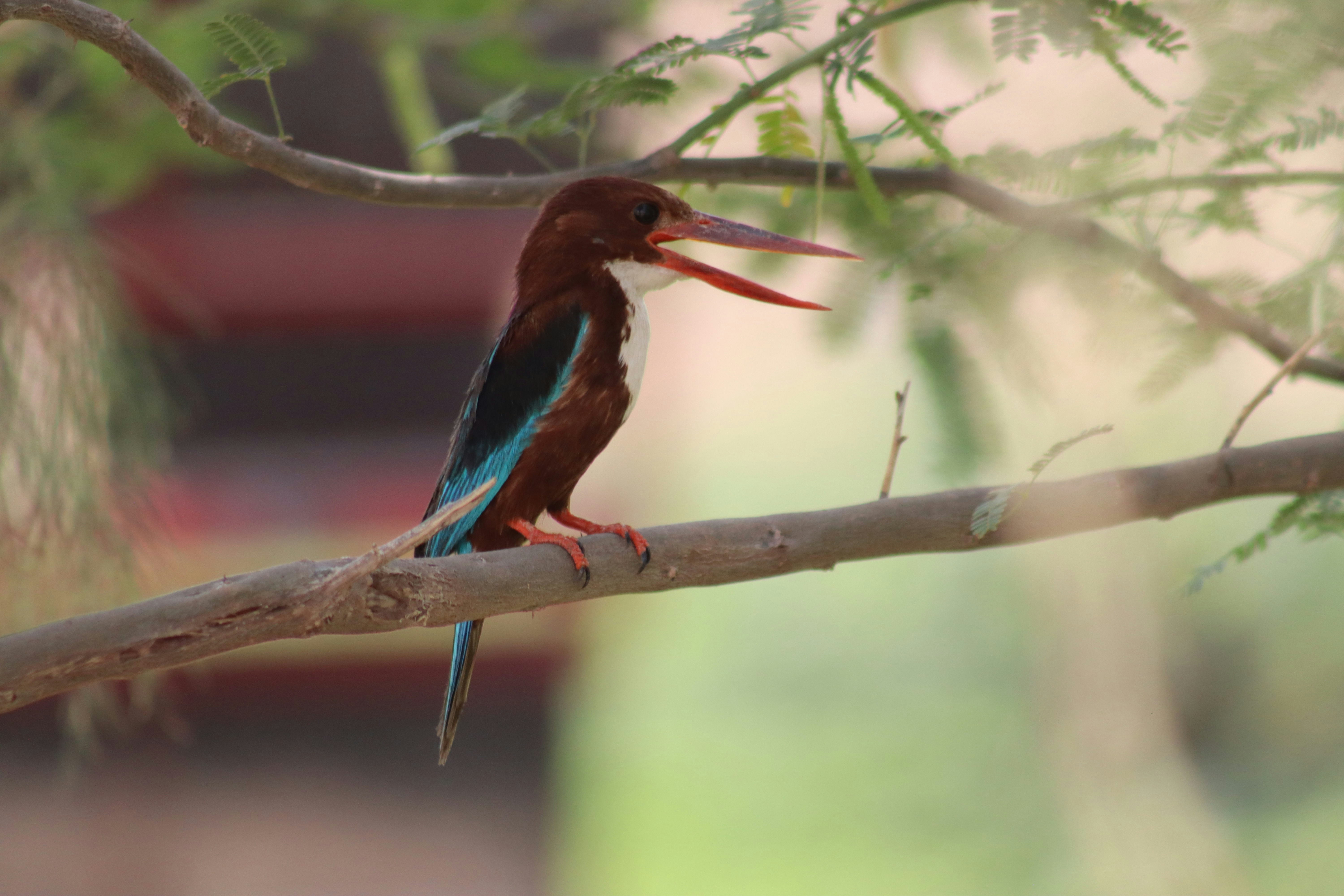 Azure-winged Kingfisher on a sunlit branch with open beak