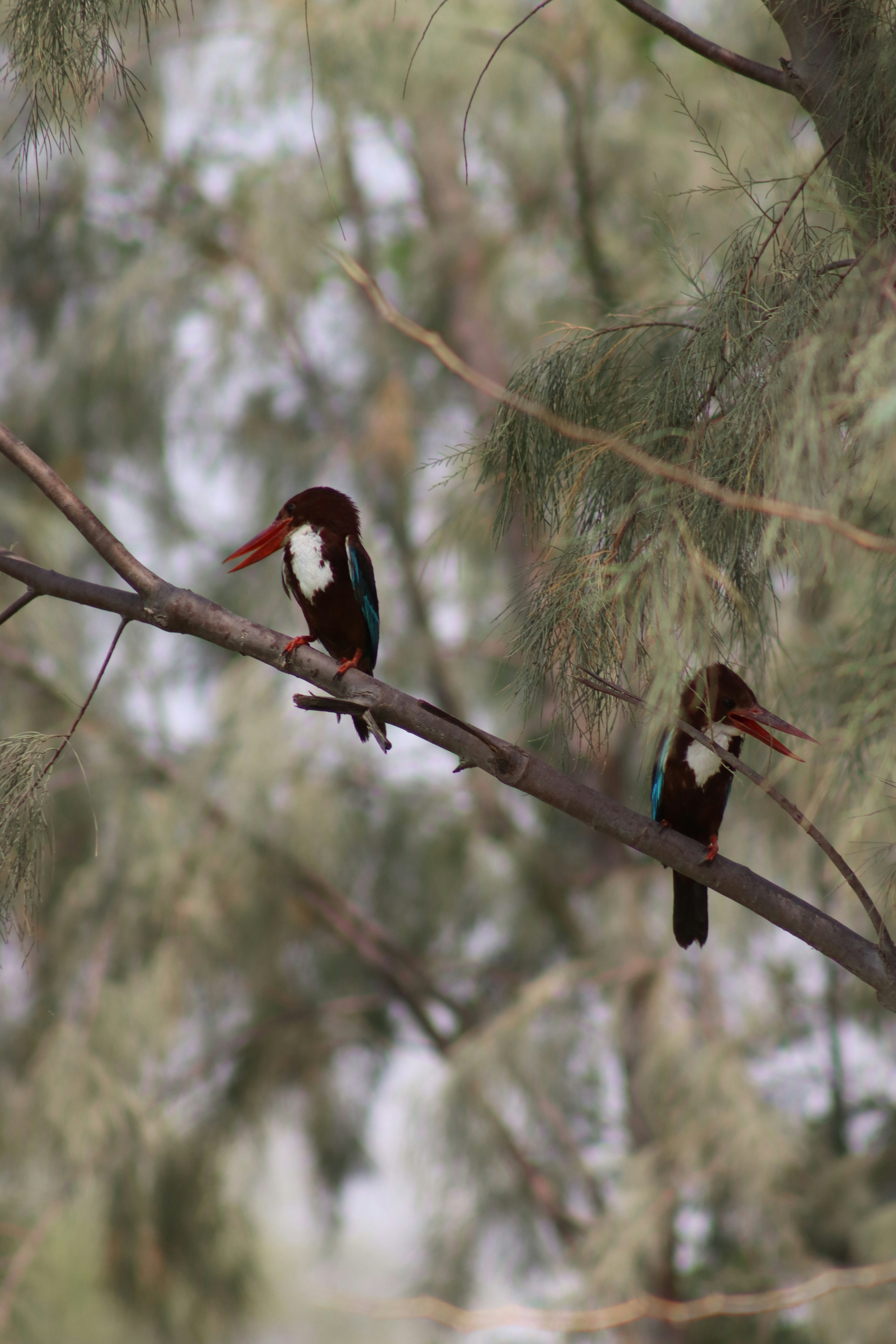 Twin Kingfishers on a Gnarled Branch