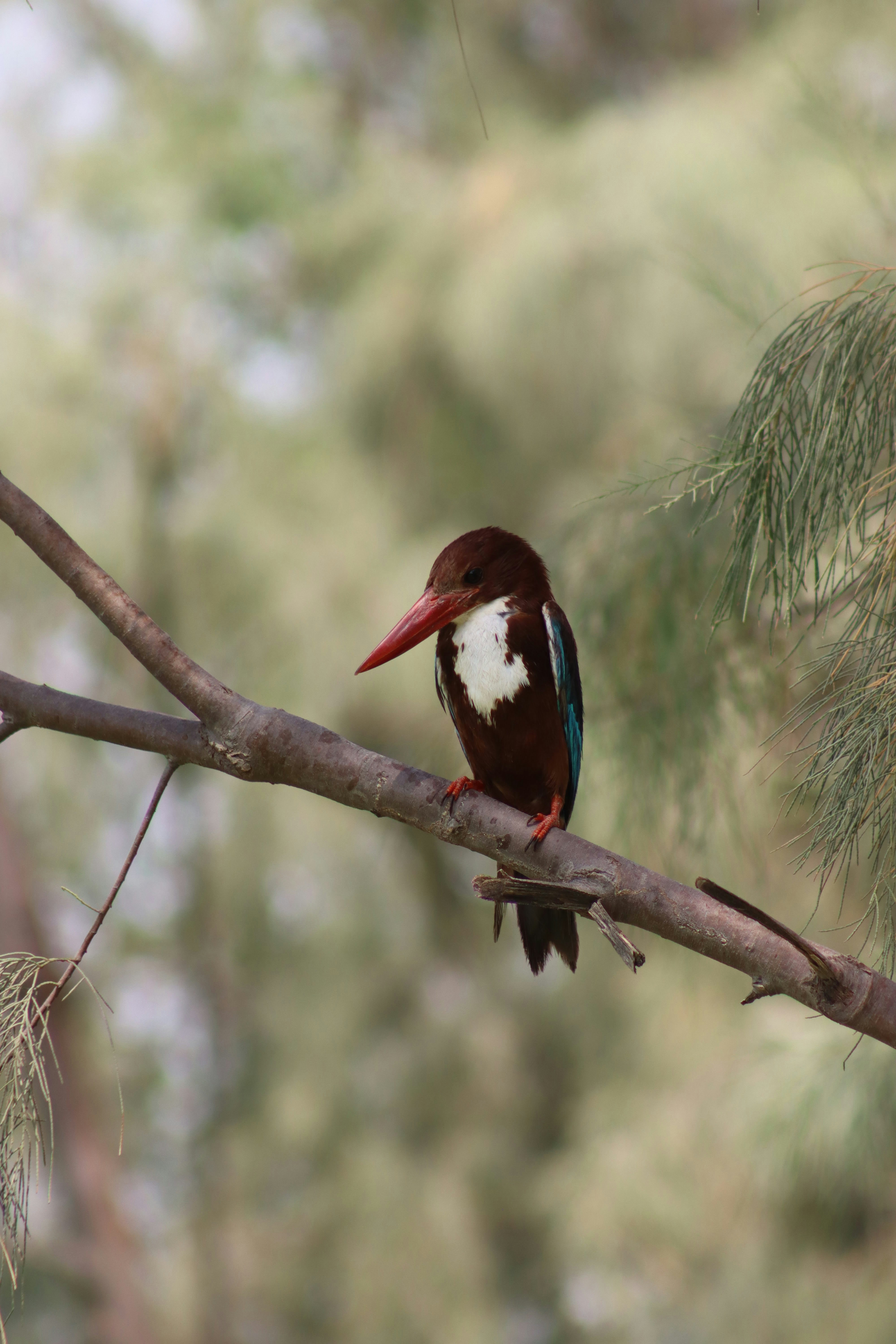 Perched Kingfisher with Crimson Beak Amid Branches