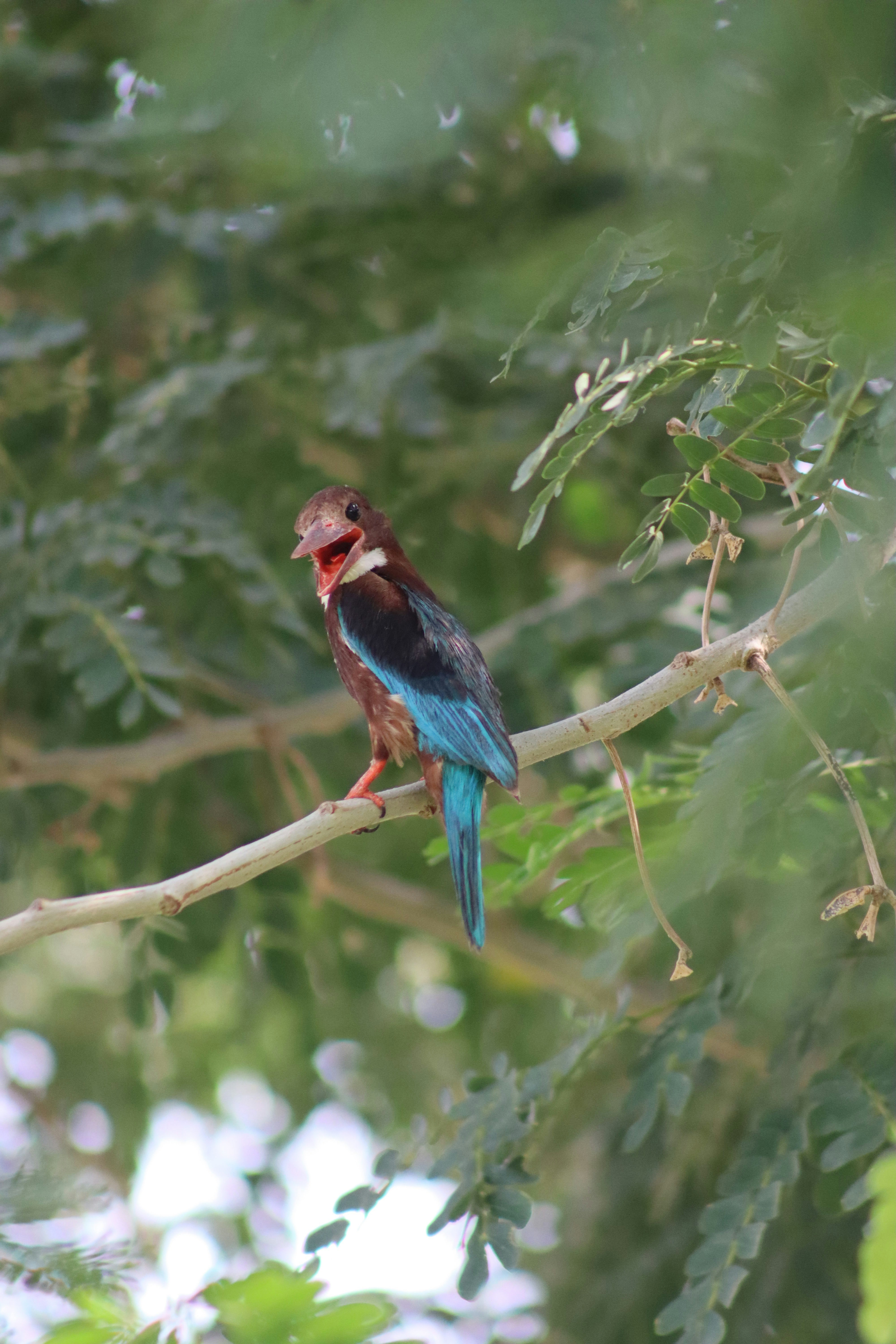 Colorful Kingfisher Perched on a Sunlit Branch
