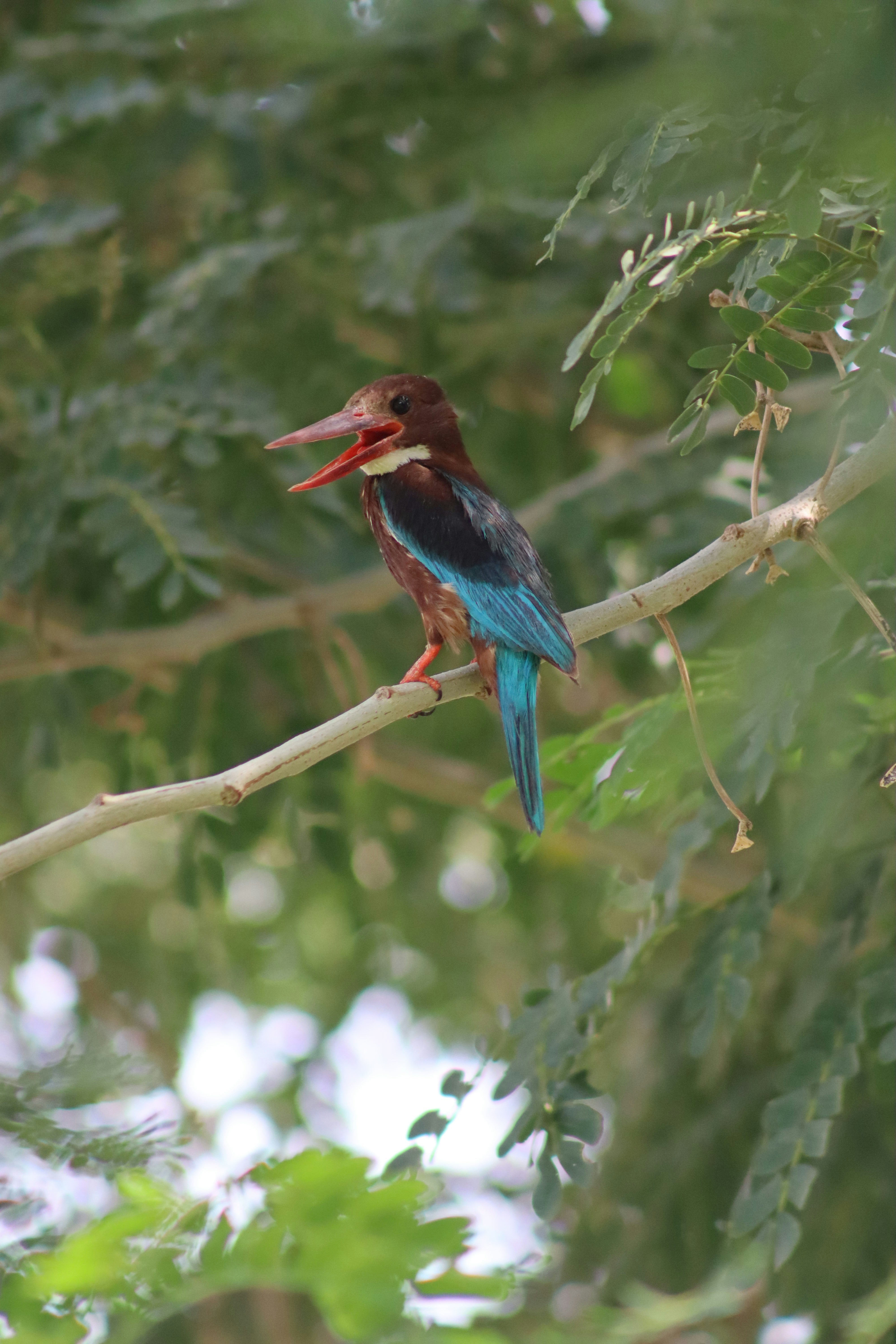 Saffron King on a Branch: A Kingfisher Near the Canopy