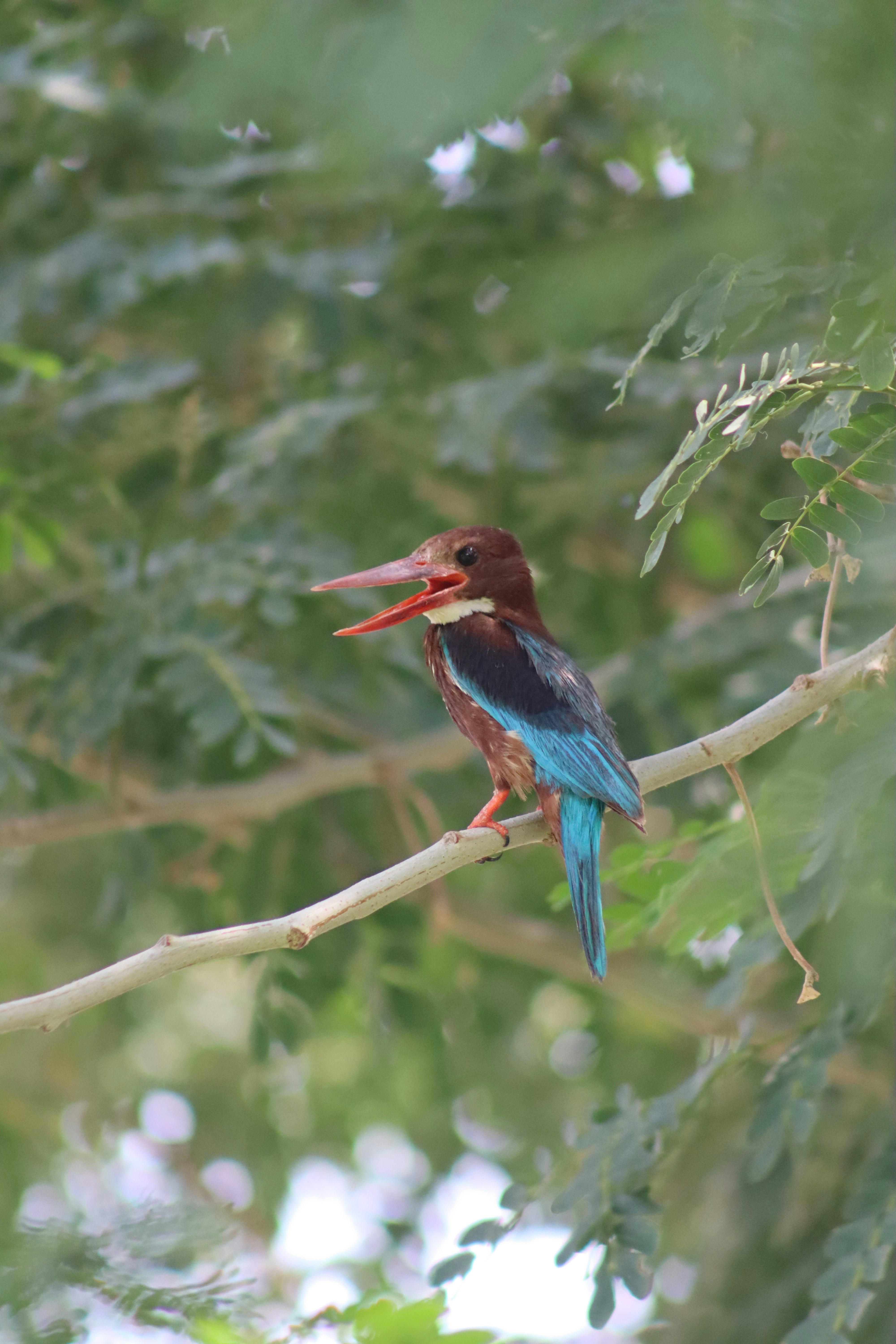 Perched Kingfisher: A Splash of Red and Blue