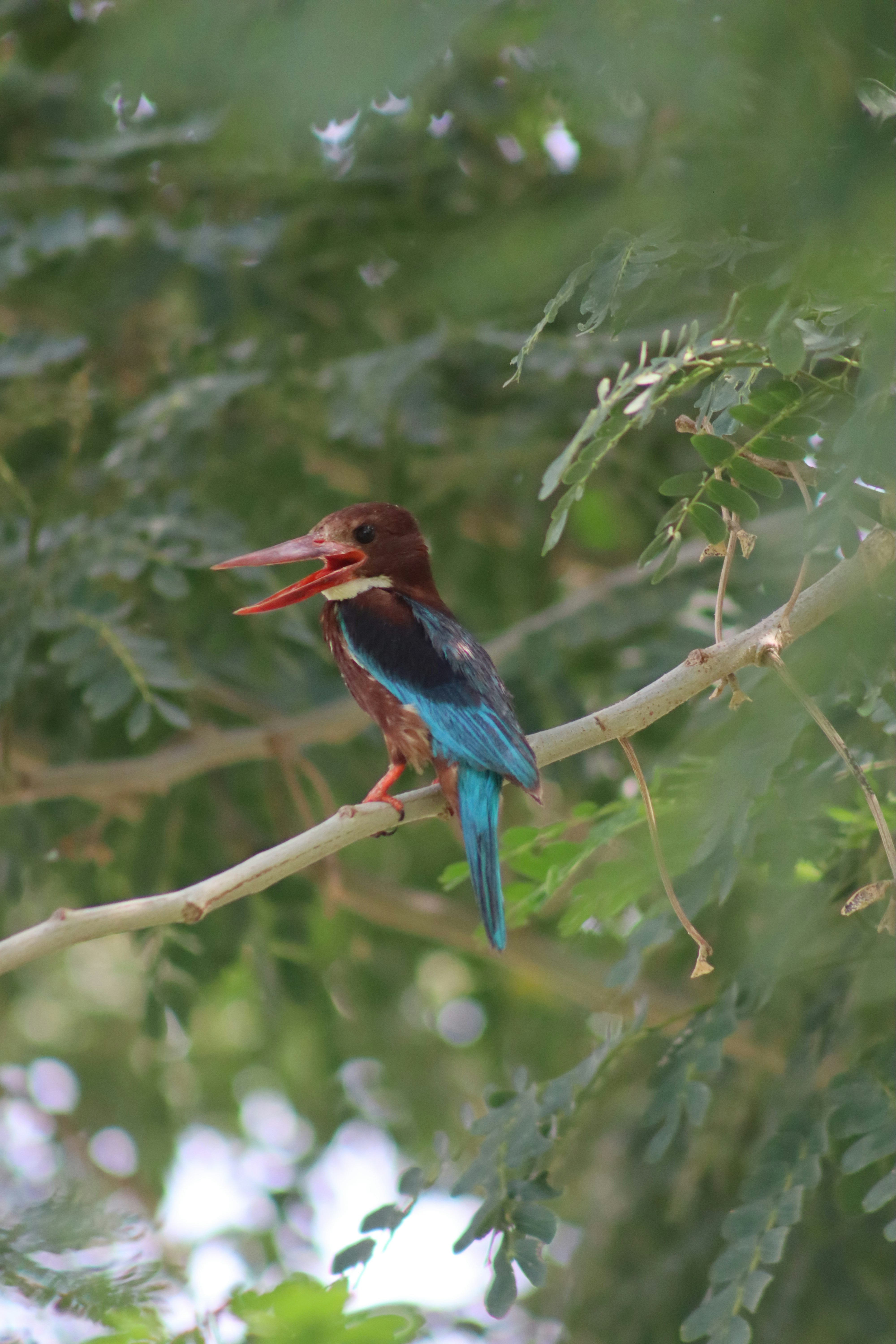 Azure Kingfisher on a Branch: Burst of Color in Soft Green Backdrop