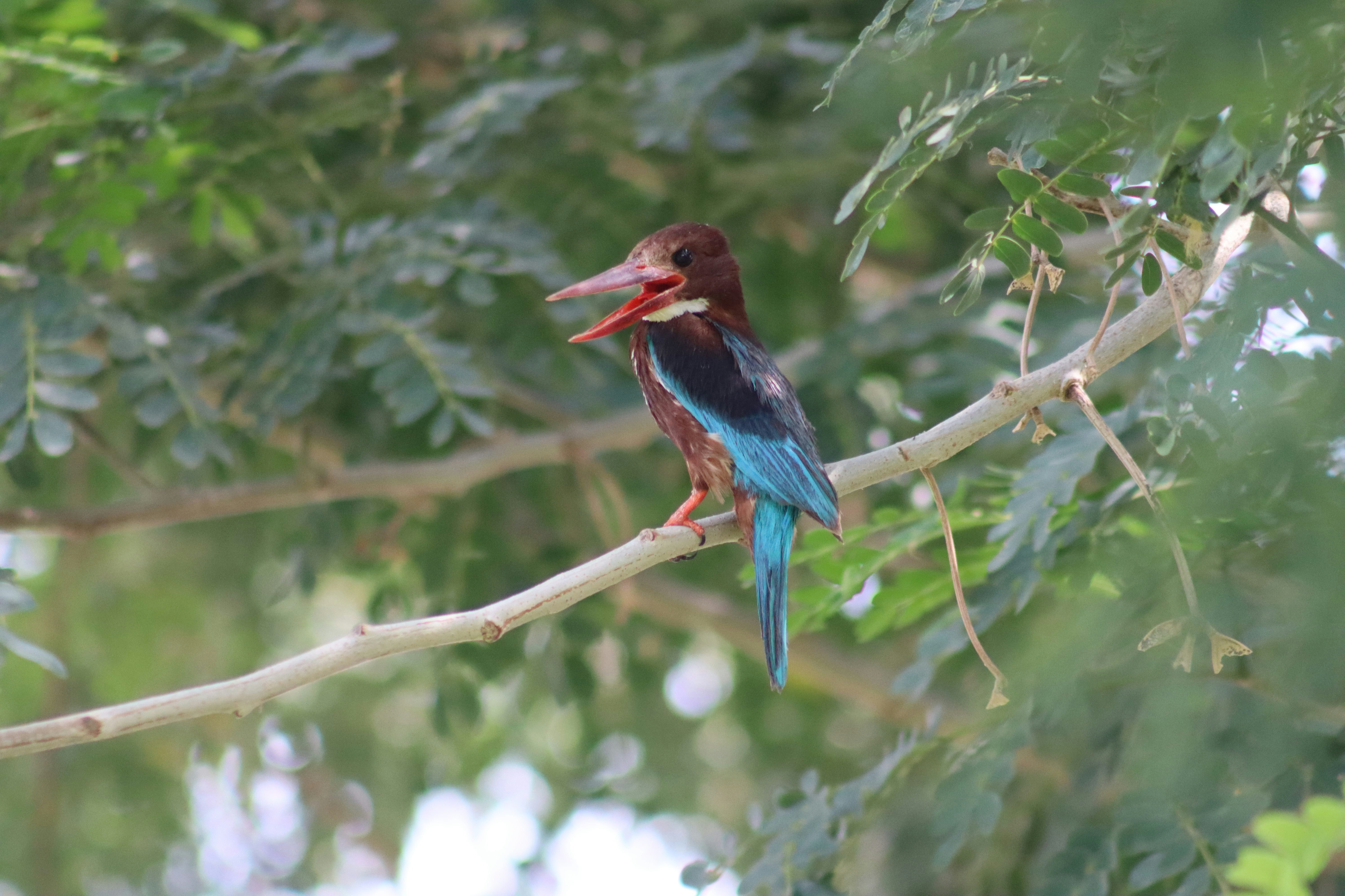 A white-throated kingfisher with a bright blue back perched on a tree branch