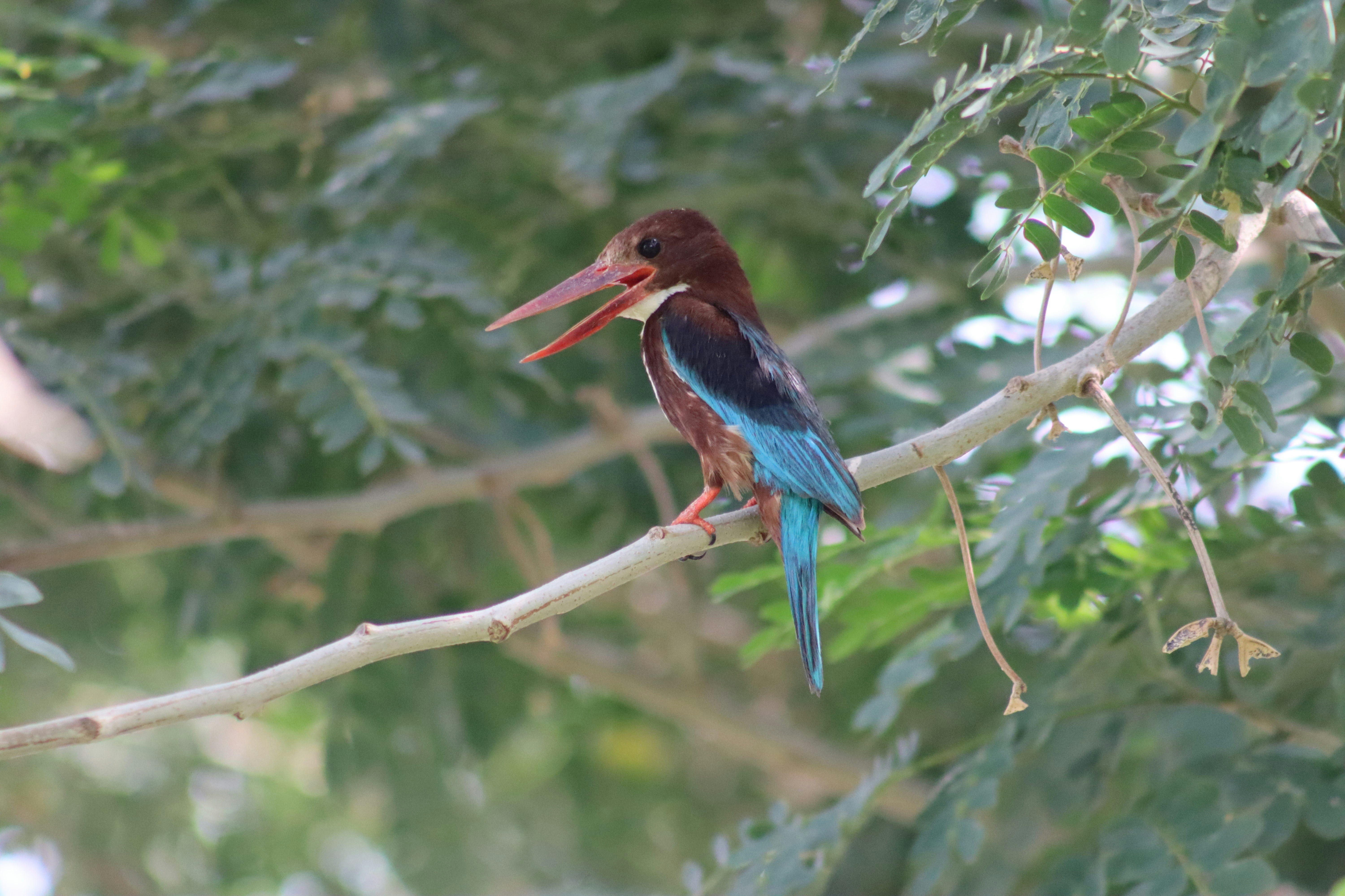 Azure-tailed Kingfisher on a sunlit branch
