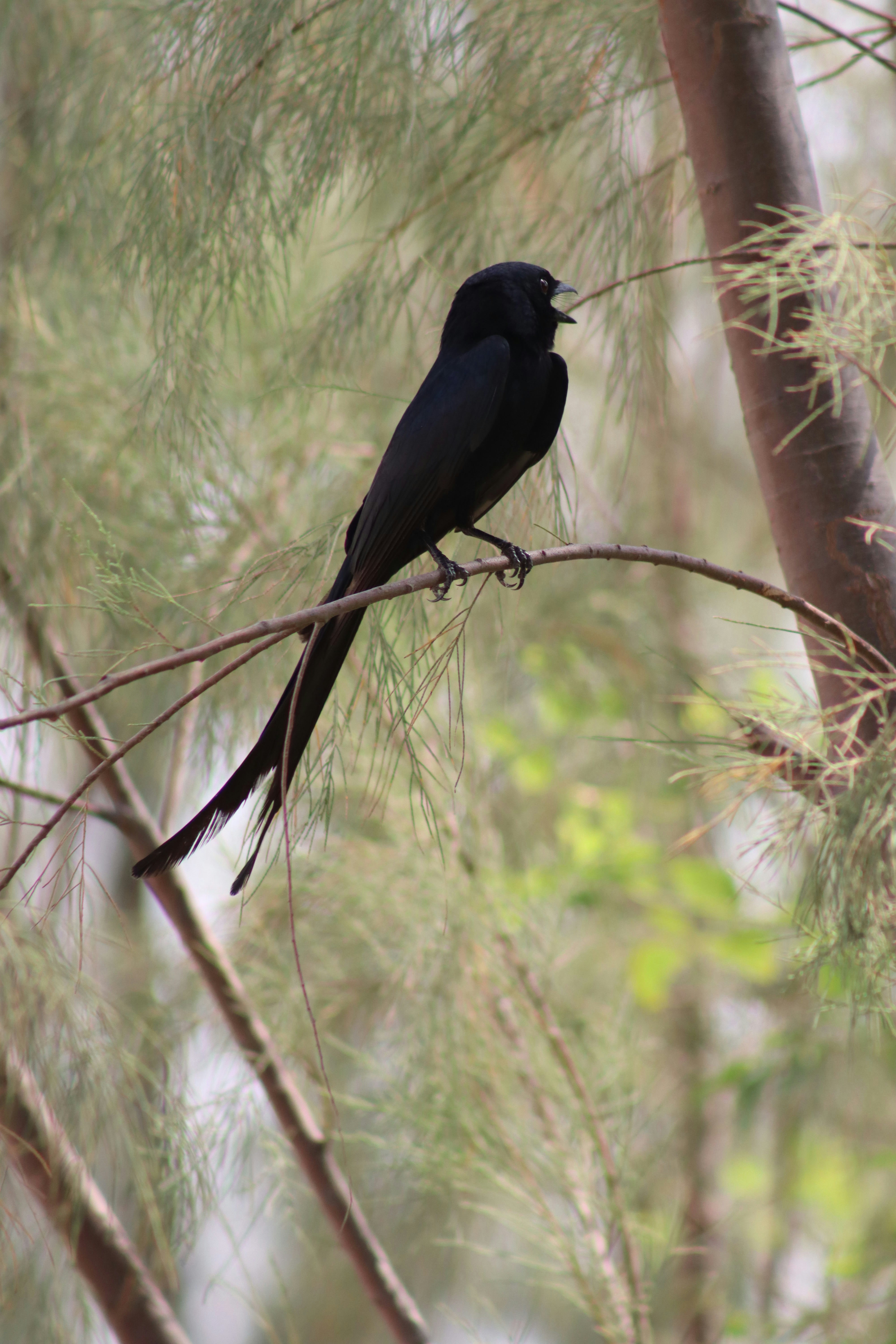 A black drongo with a forked tail perched on a thin pine branch