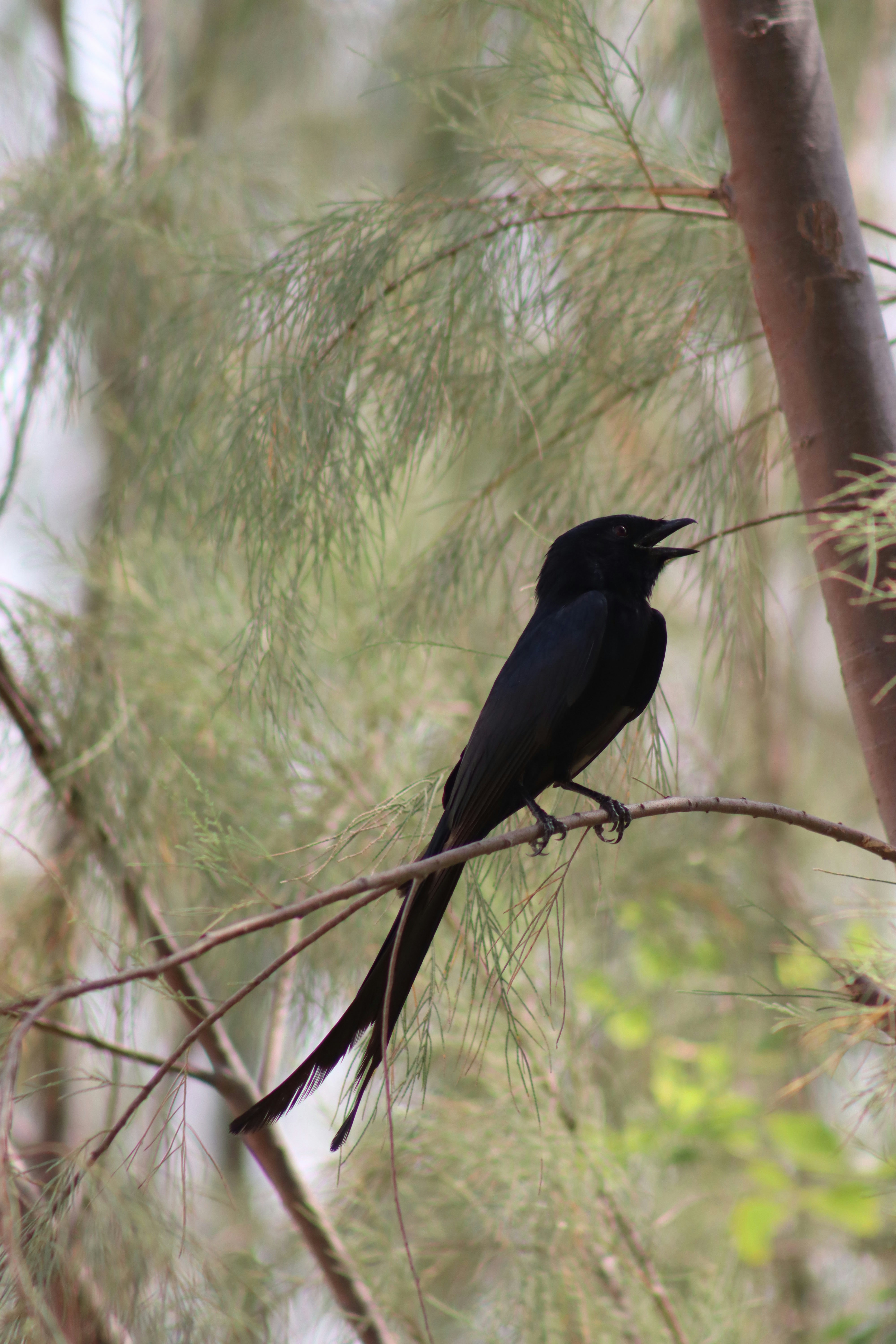 A black drongo with a forked tail perched on a thin tree branch