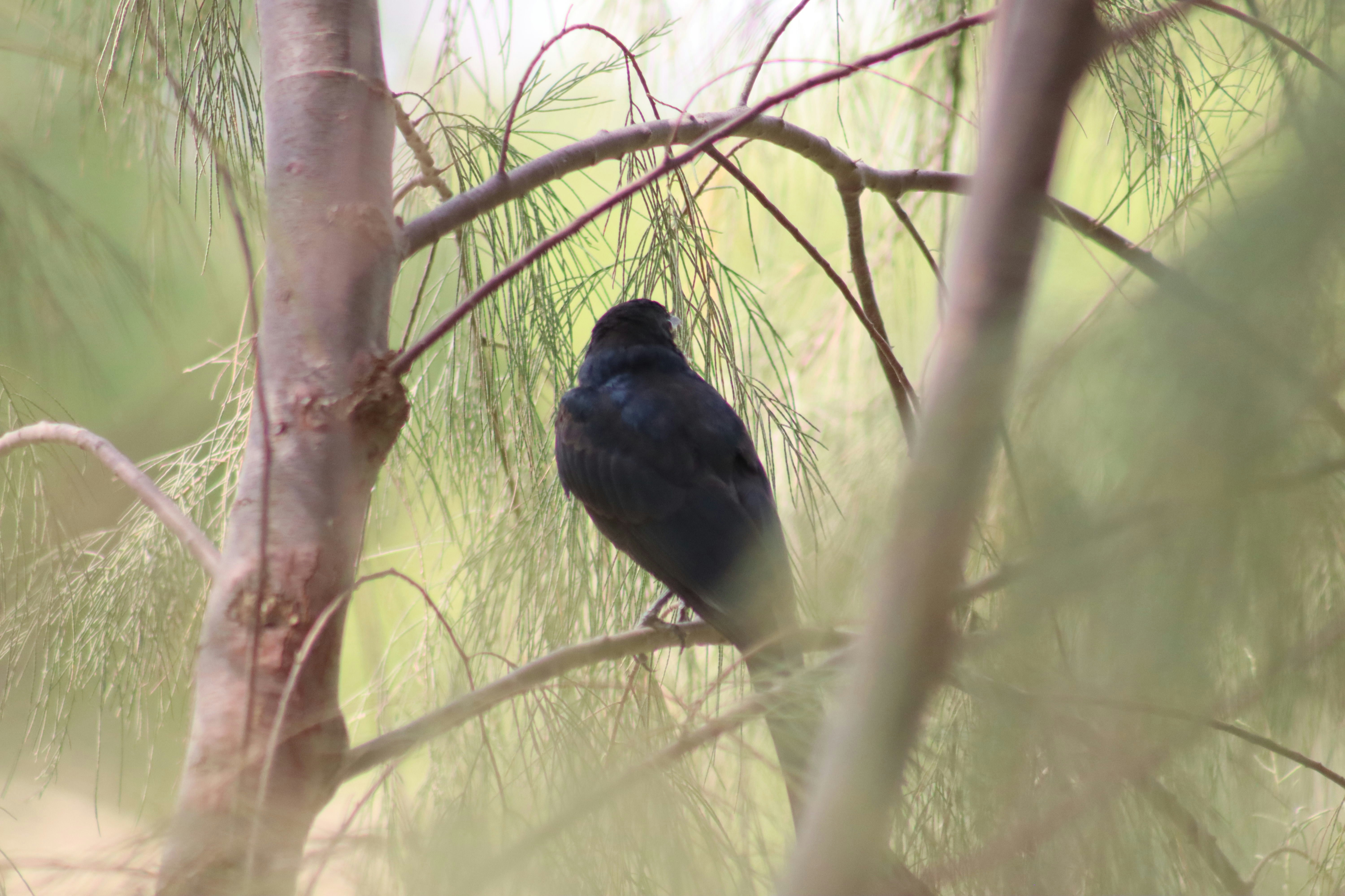 Hidden Perch: A Black Bird Resting Among Weeping Branches