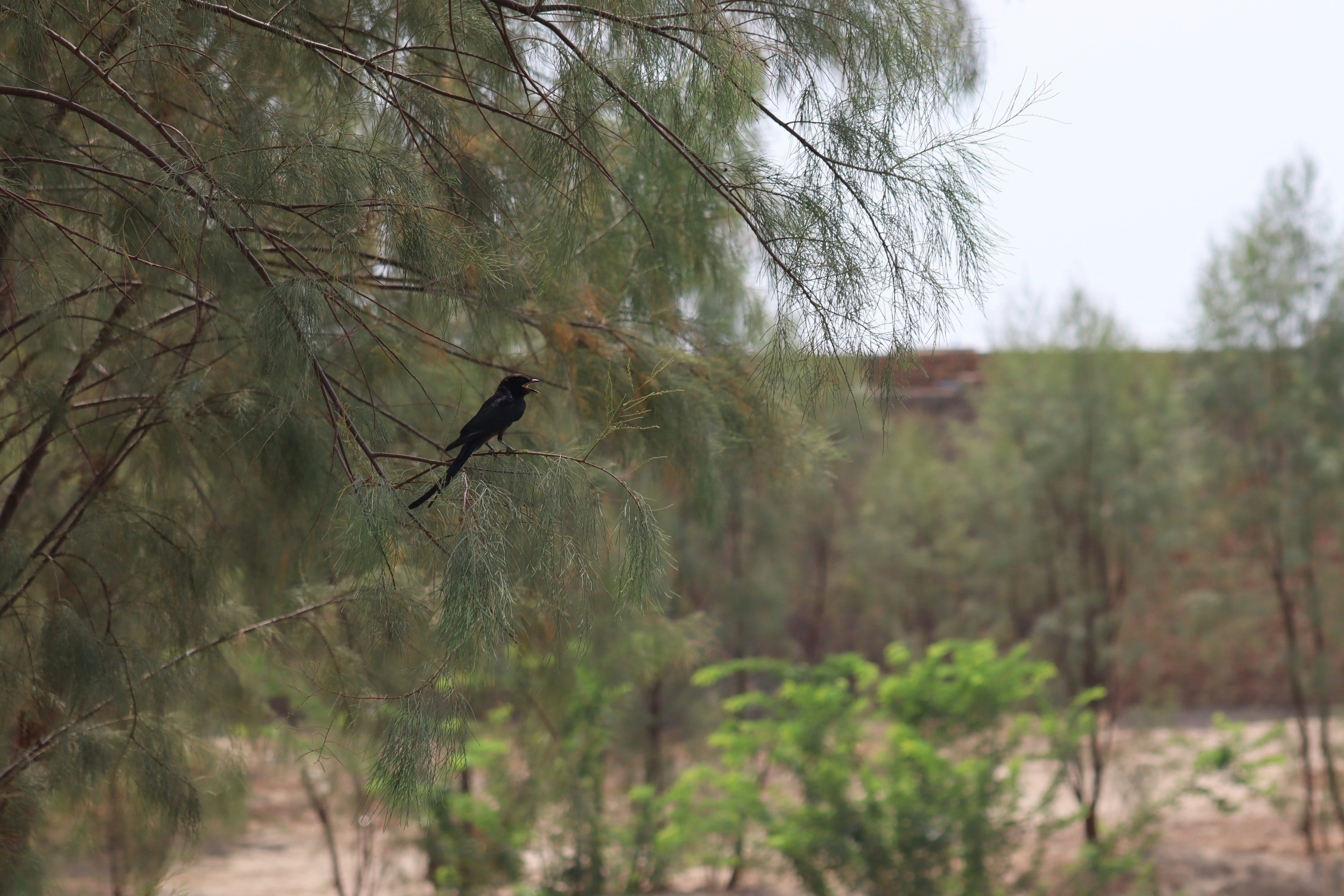 A black drongo perched on a thin branch of a pine tree