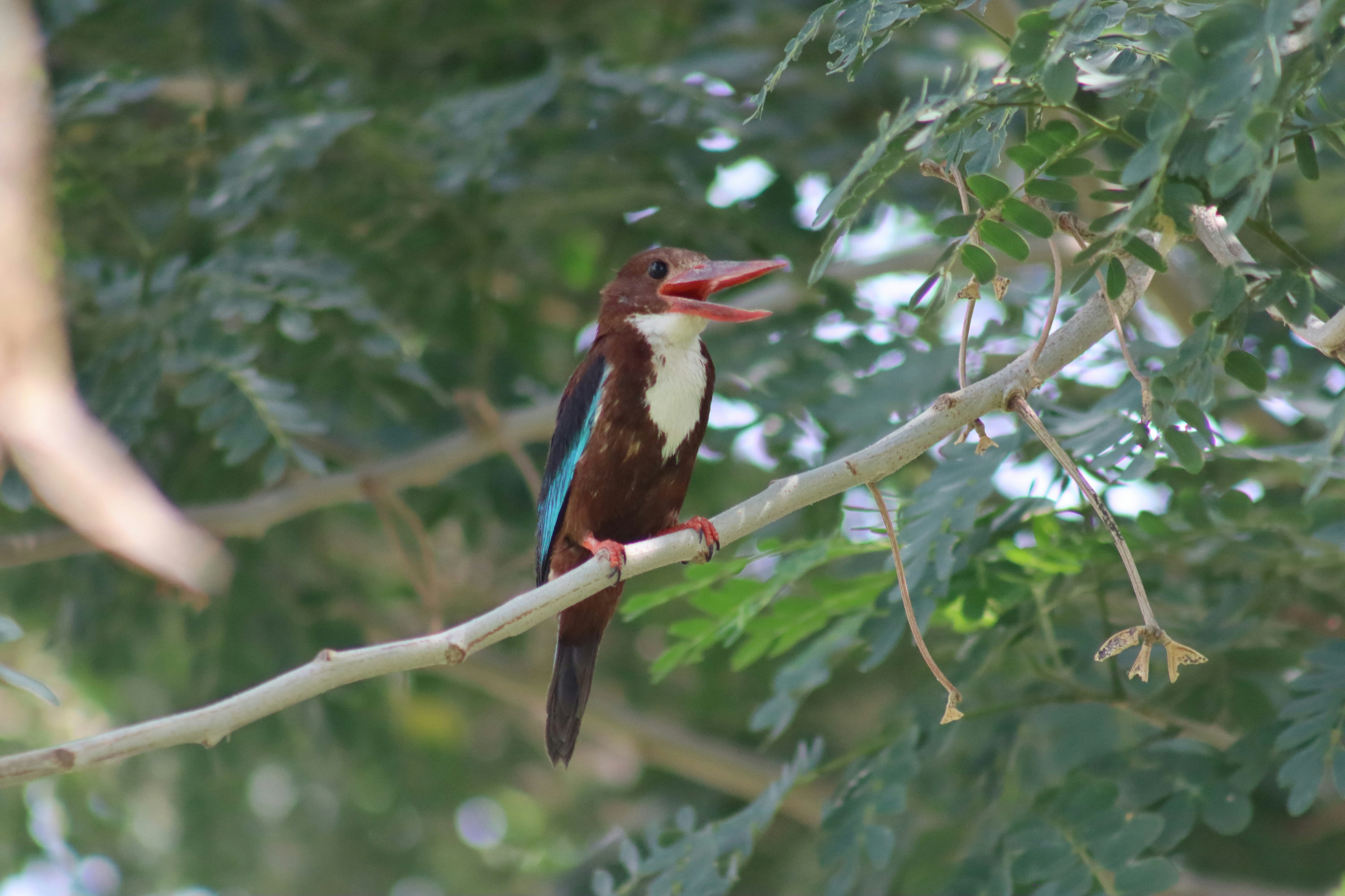 Kingfisher on a Sunlit Branch: A Splash of Azure and Chestnut
