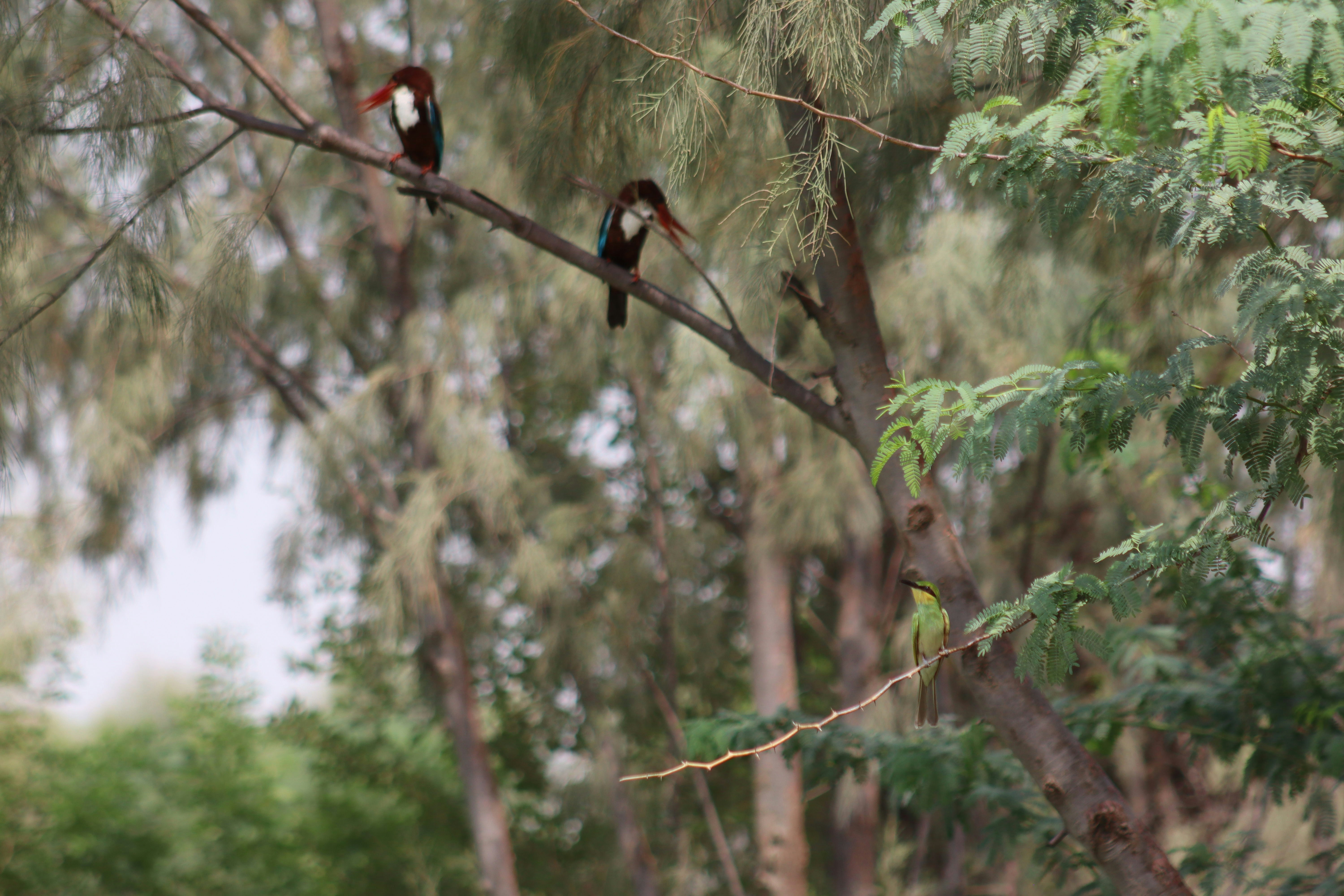 Two Crimson-Fronted Arrows perched on a slanted branch