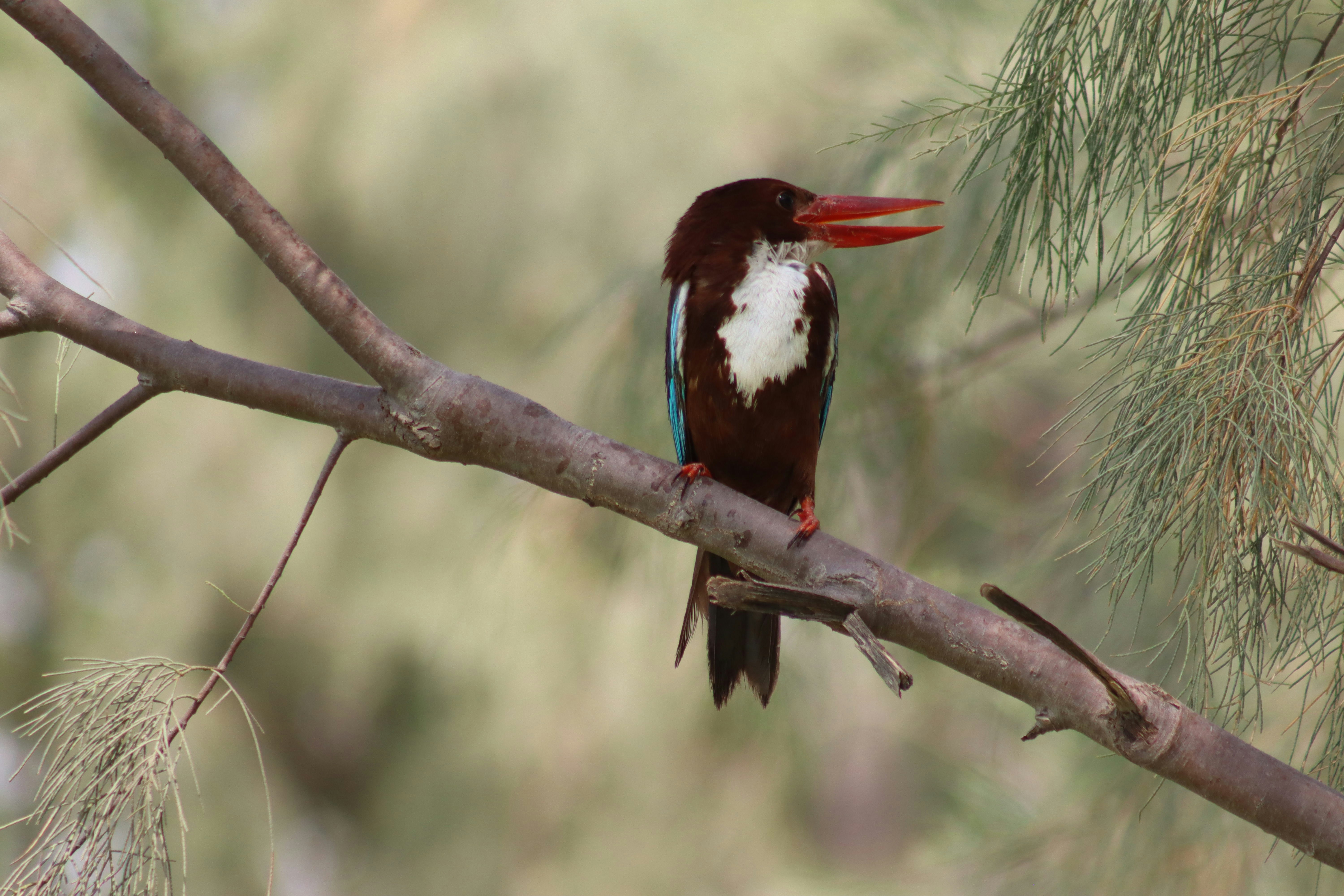 Azure-Rumped Kingfisher in a Quiet Branchescape