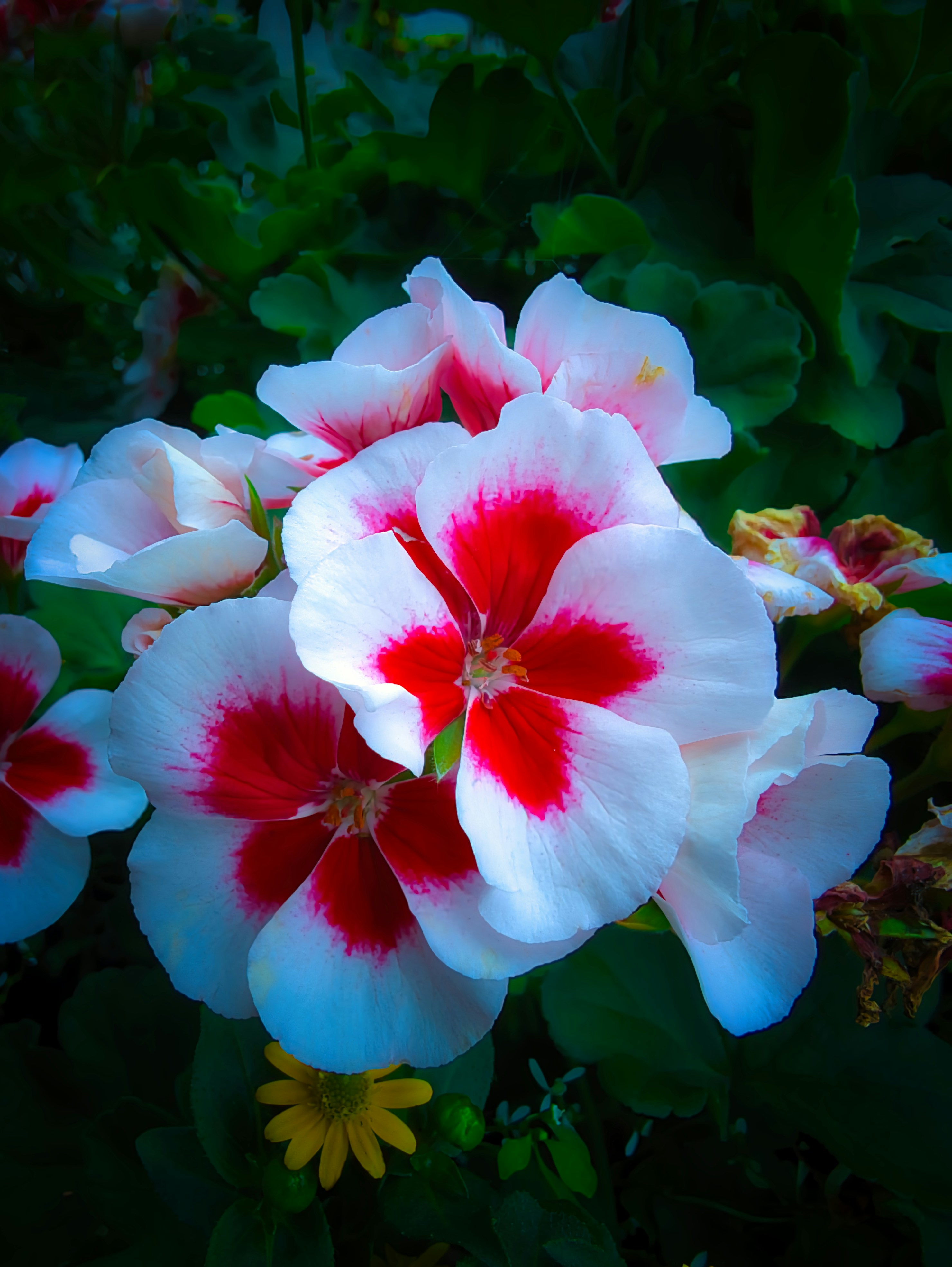Crimson-Cored Petals: A Cluster of White-Red Bougainvillea in Bloom