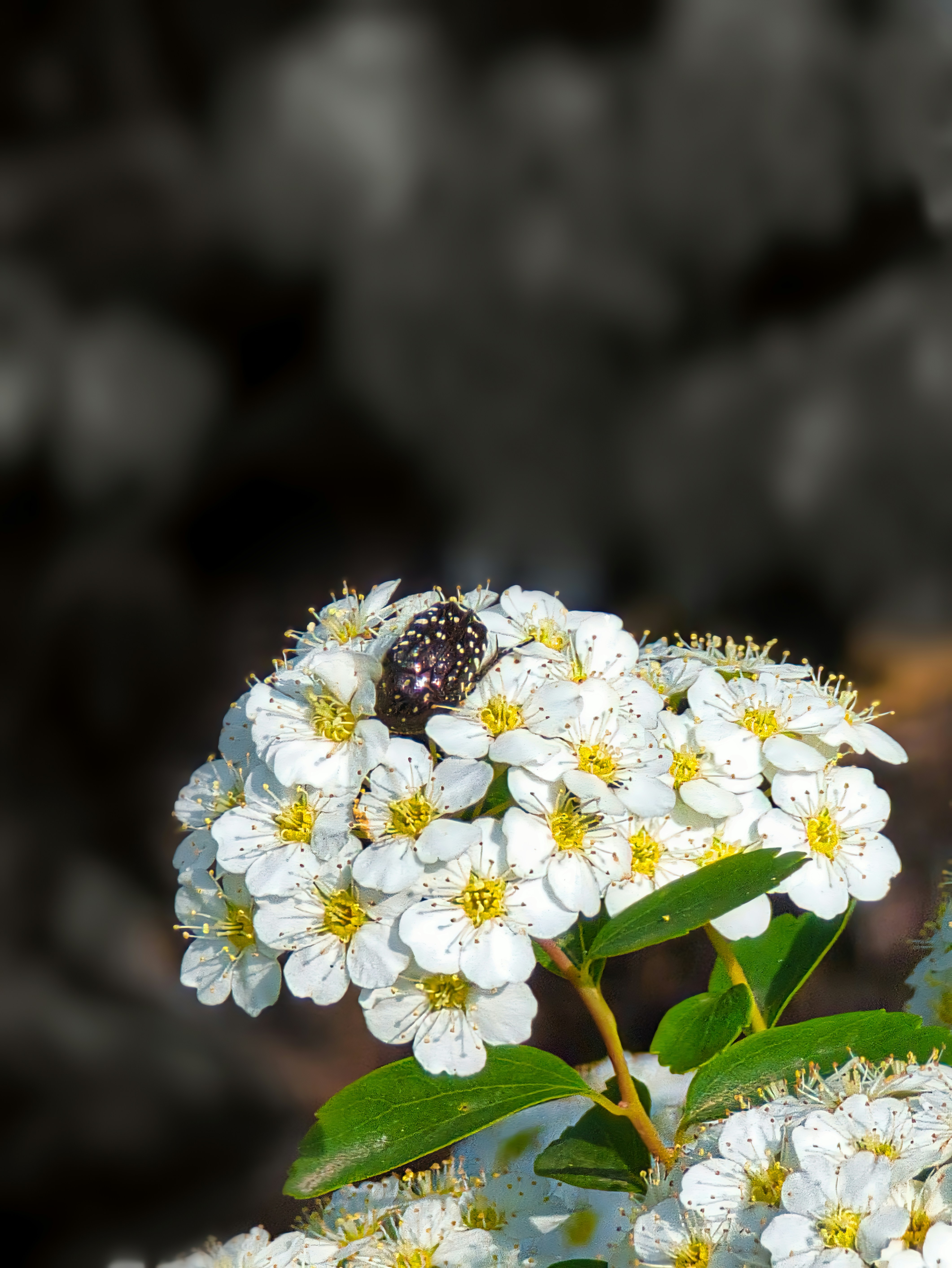 Butterfly Resting on a Cluster of White Flowers