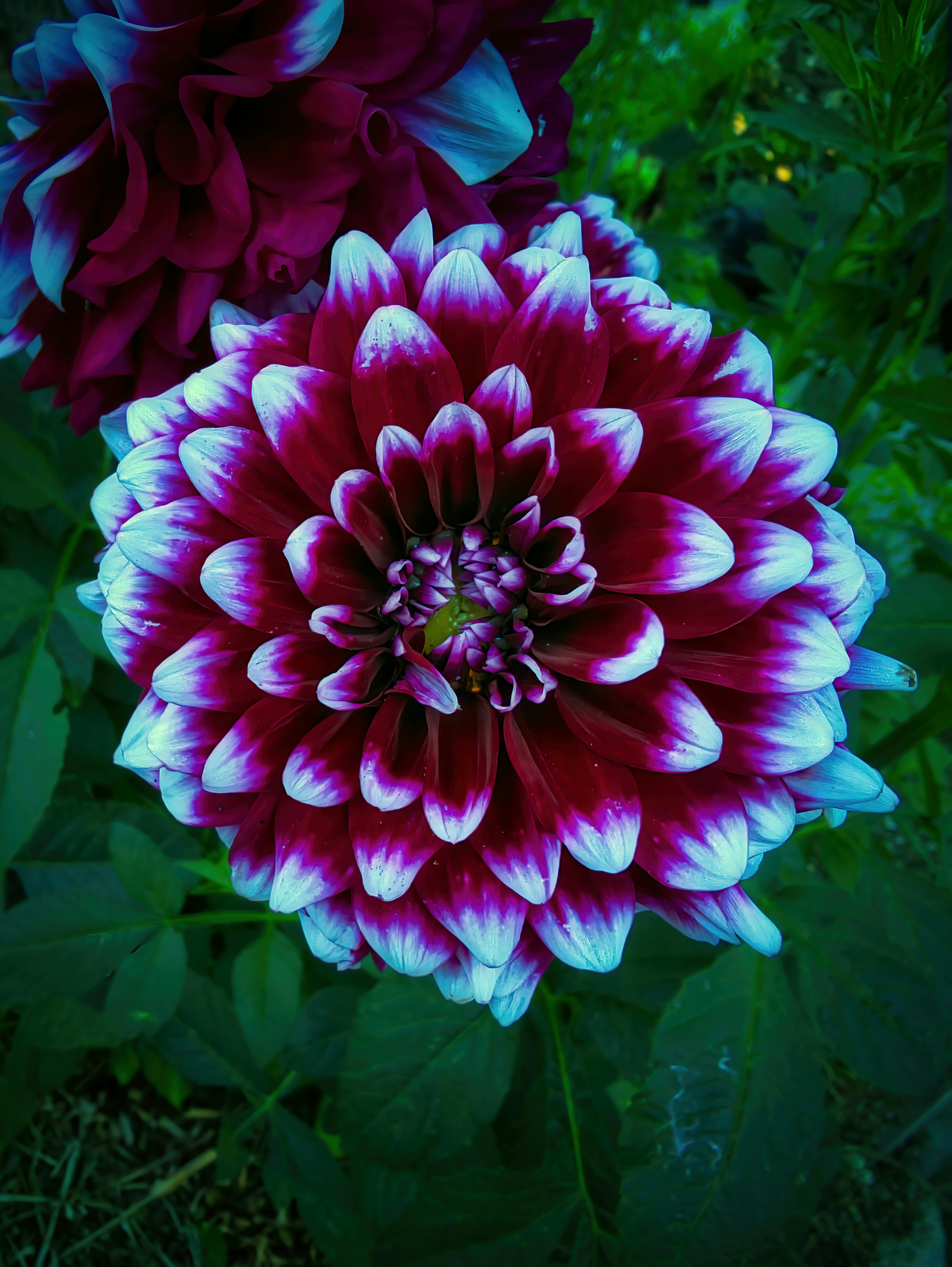Crimson Petals in Deep Green: A Close-Up of a Dahlia's Velvet Bloom