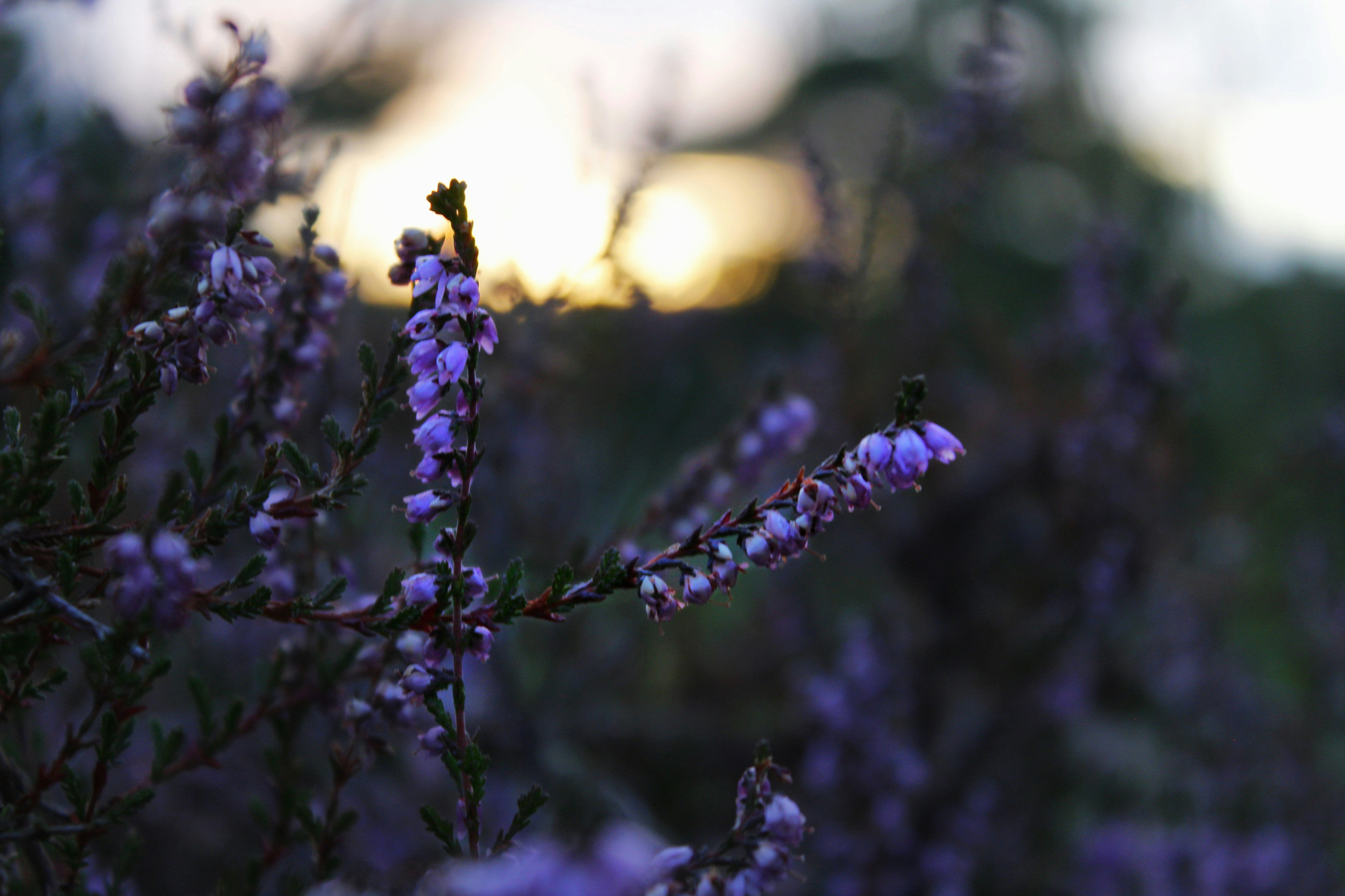 Lavender Blooms at Dusk: Quiet Glow Through the Purple