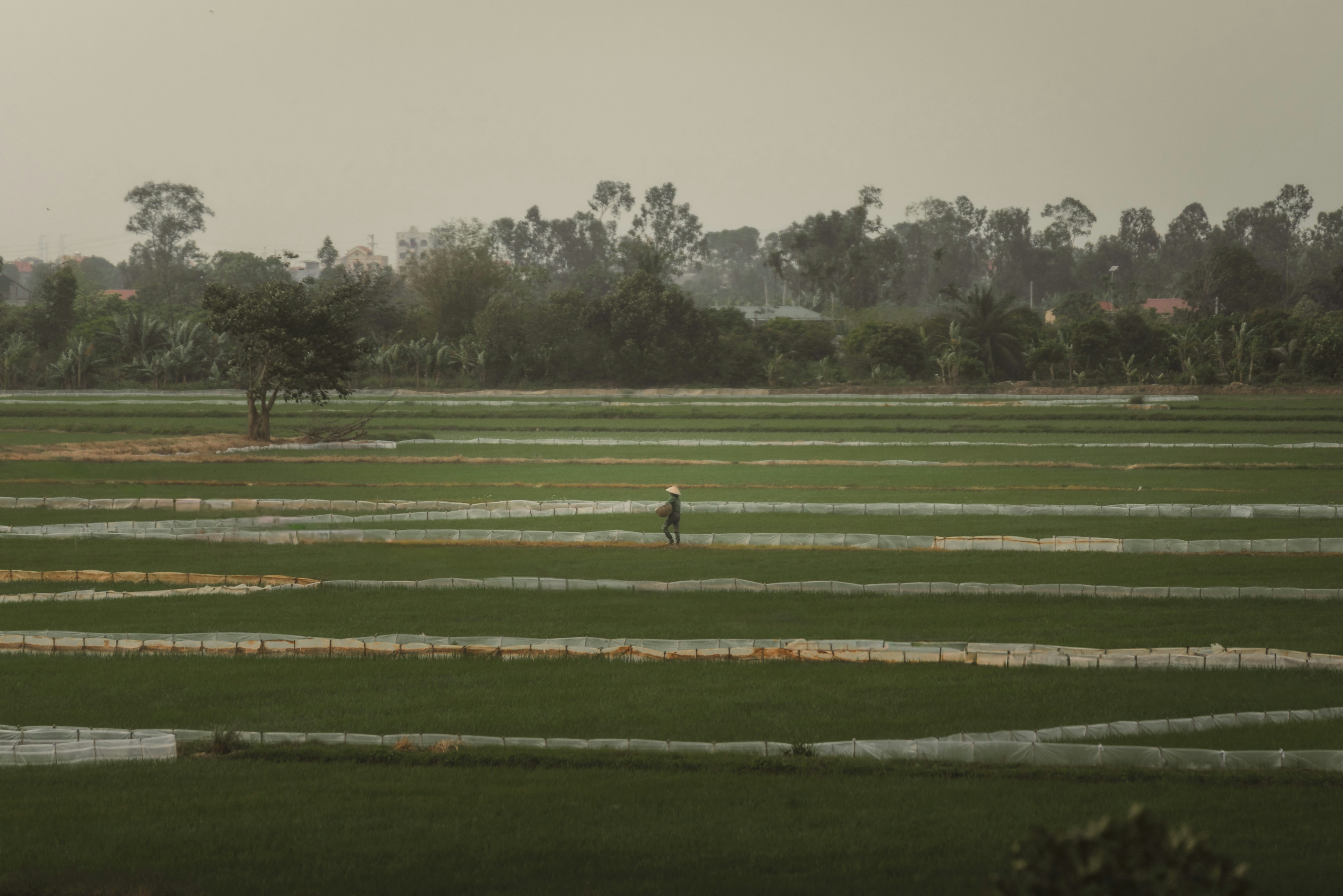 A Lone Worker Walks the Terraced Fields at Dusk