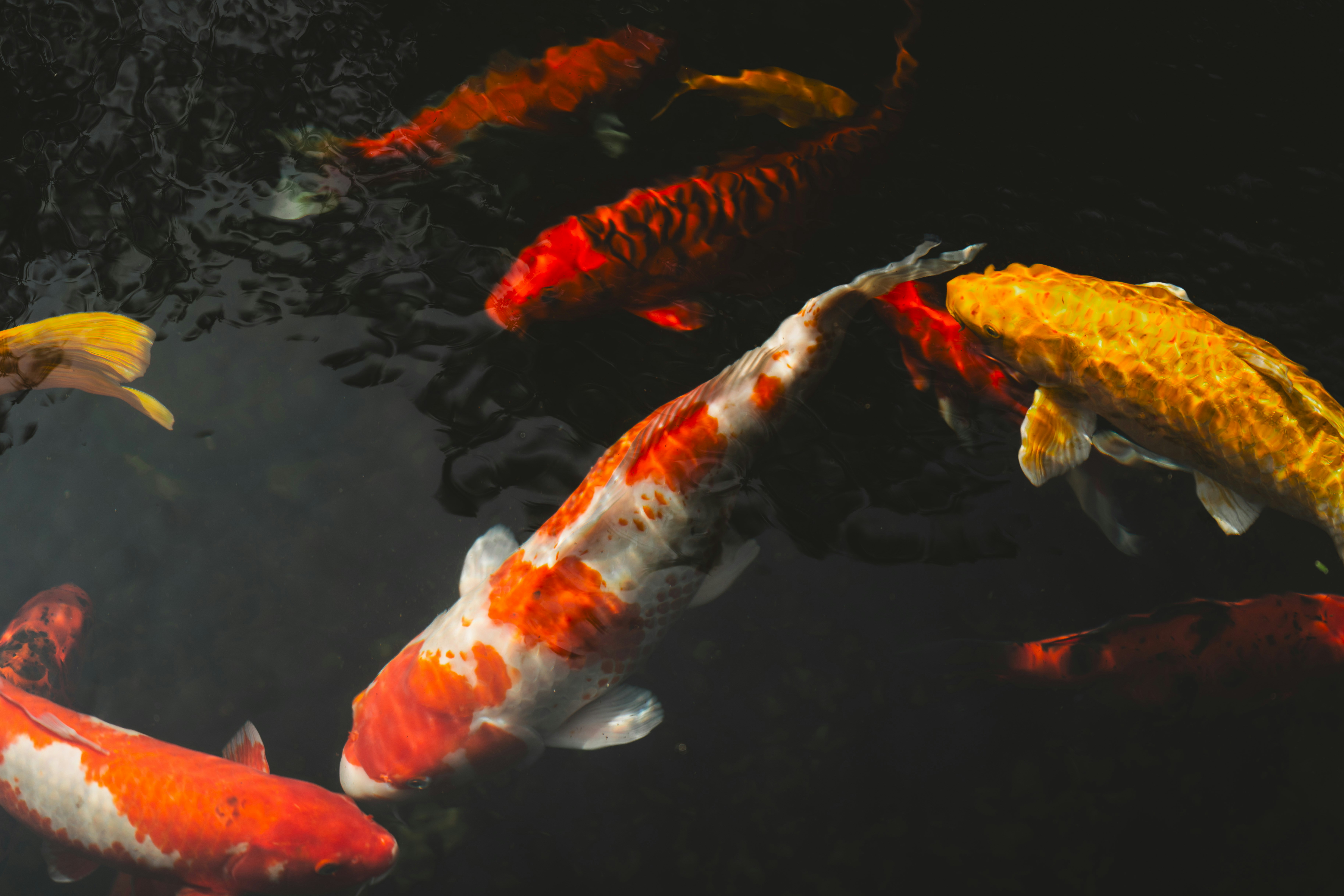 Koi Chorus: Aerial Swirl of Colorful Koi in Quiet Waters