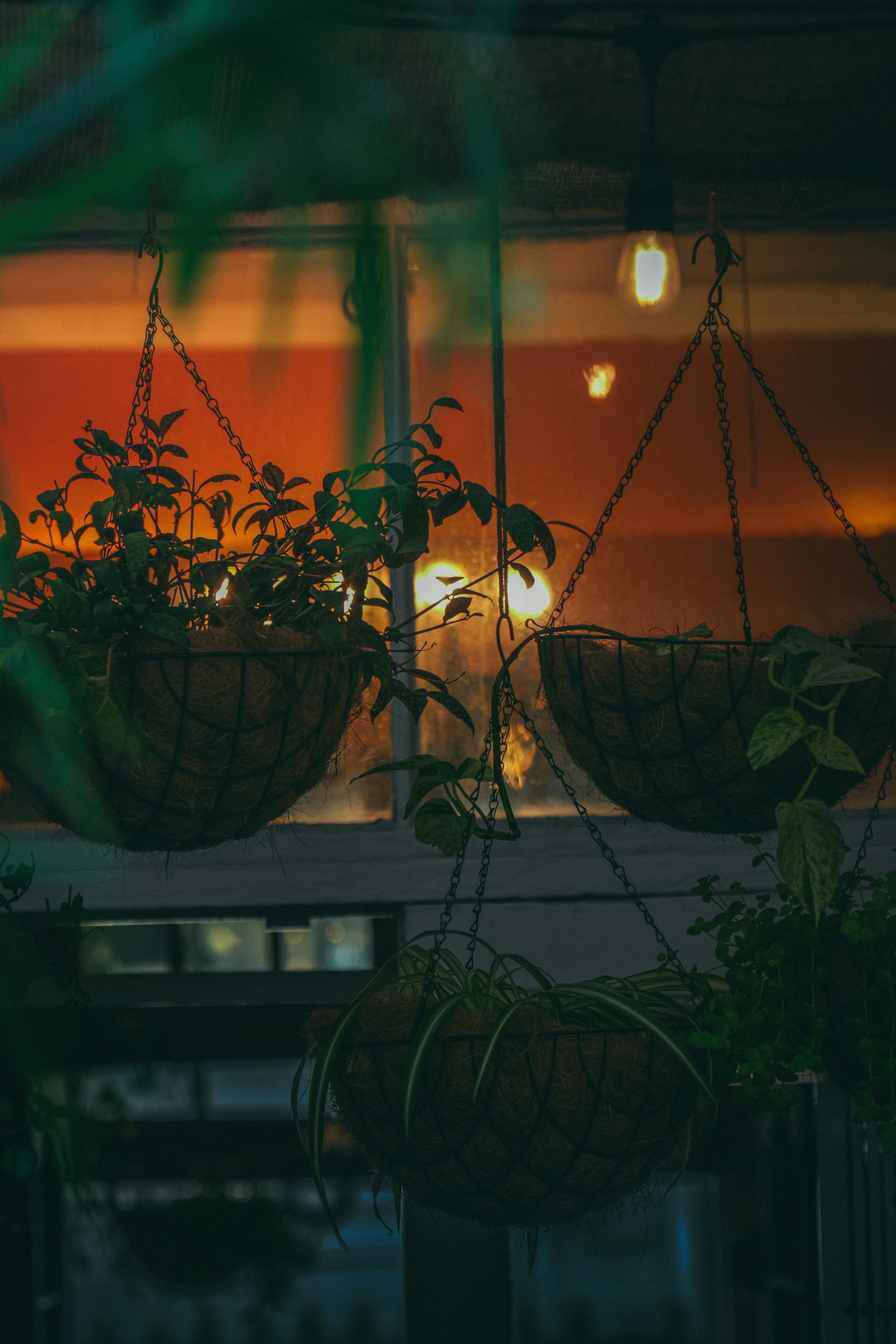 Hanging Greenery Against Warm Windowlight