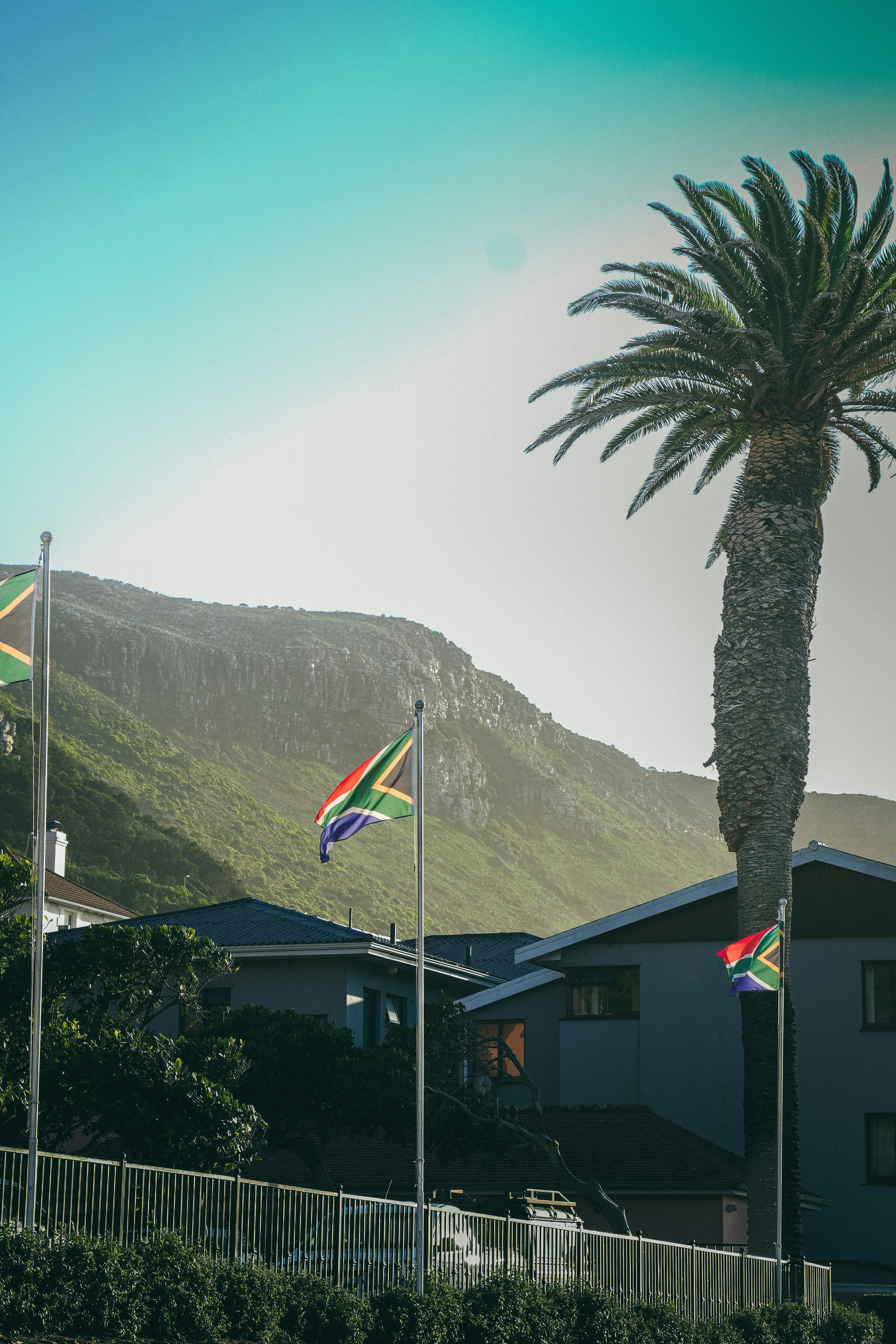 Sunlit Palm and Flags Over a Coastal Suburban Scene