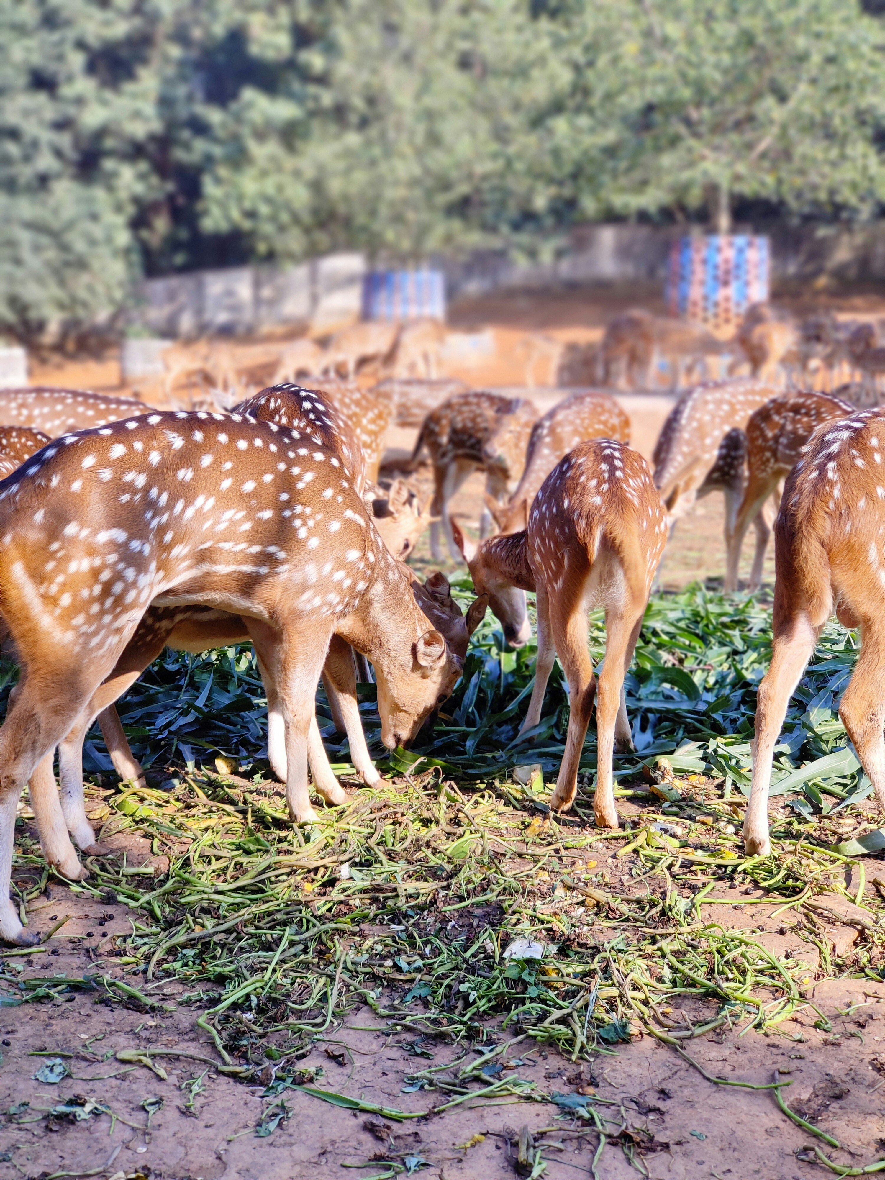 Herd of spotted deer graze at the edge of a dusty enclosure