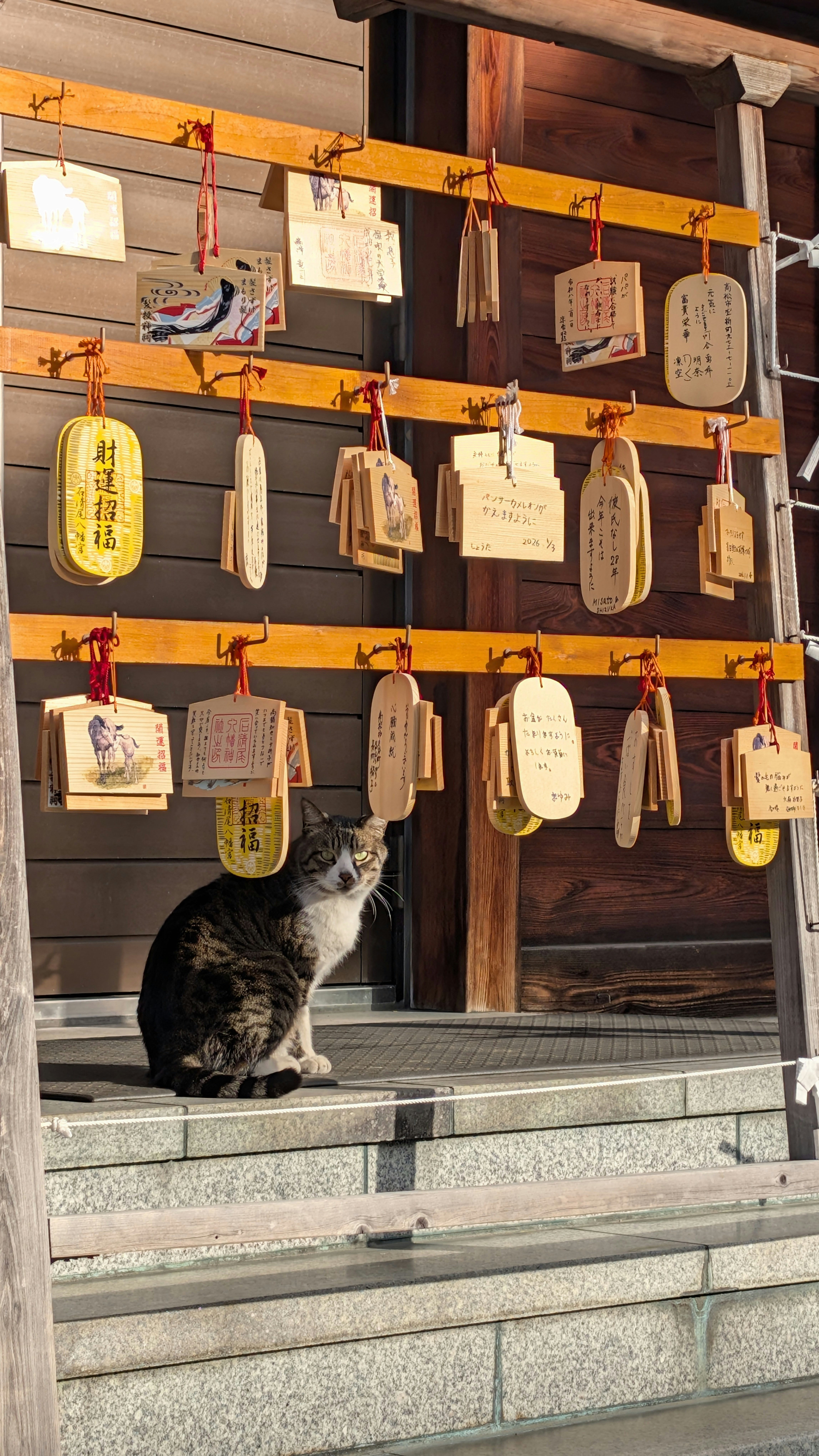 A tabby cat sits on stone steps beneath wooden racks of hanging wooden and paper talismans at a shrine.