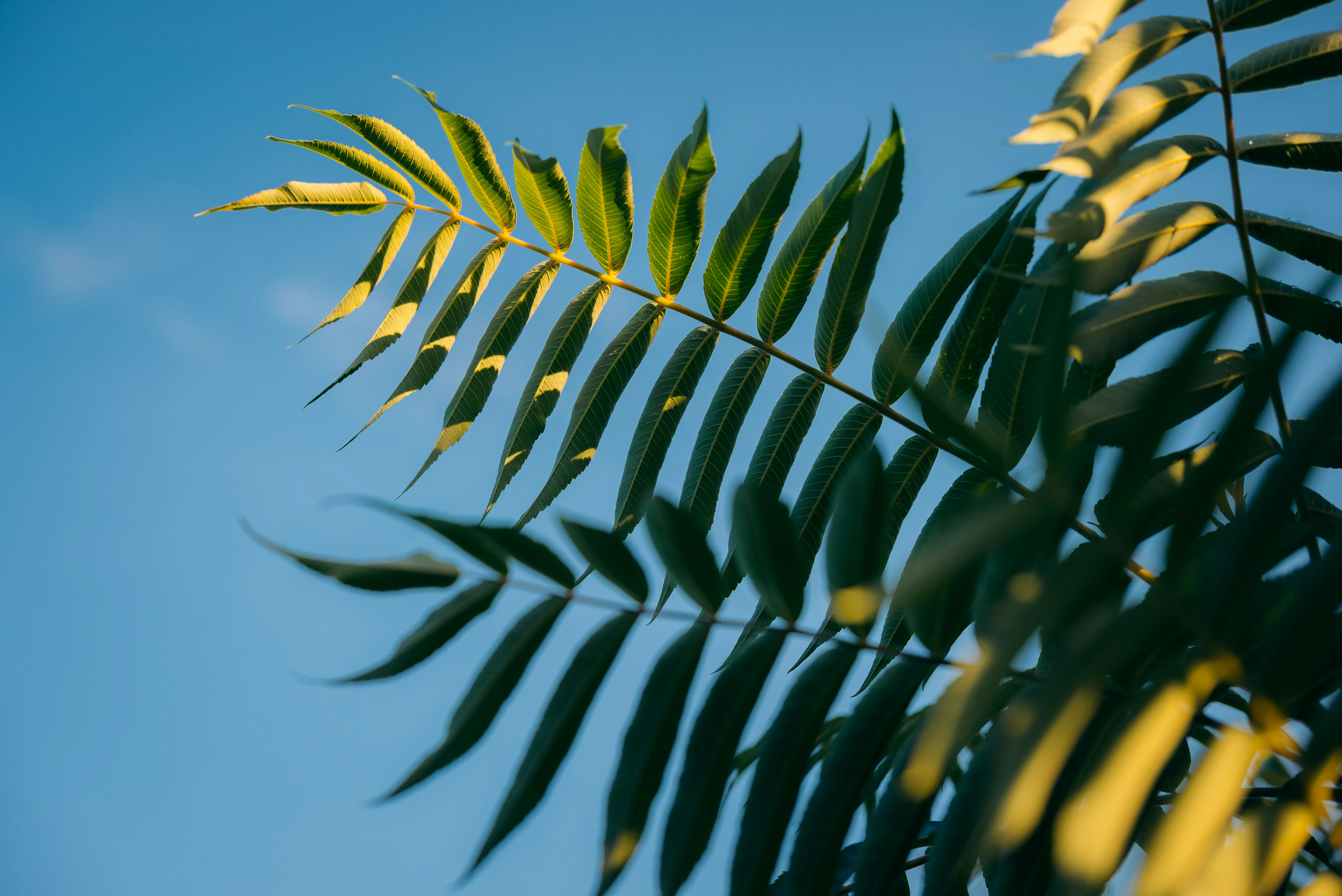 Close-up of fern-like leaves reaching toward a bright blue sky, with warm sunlight catching the edges.