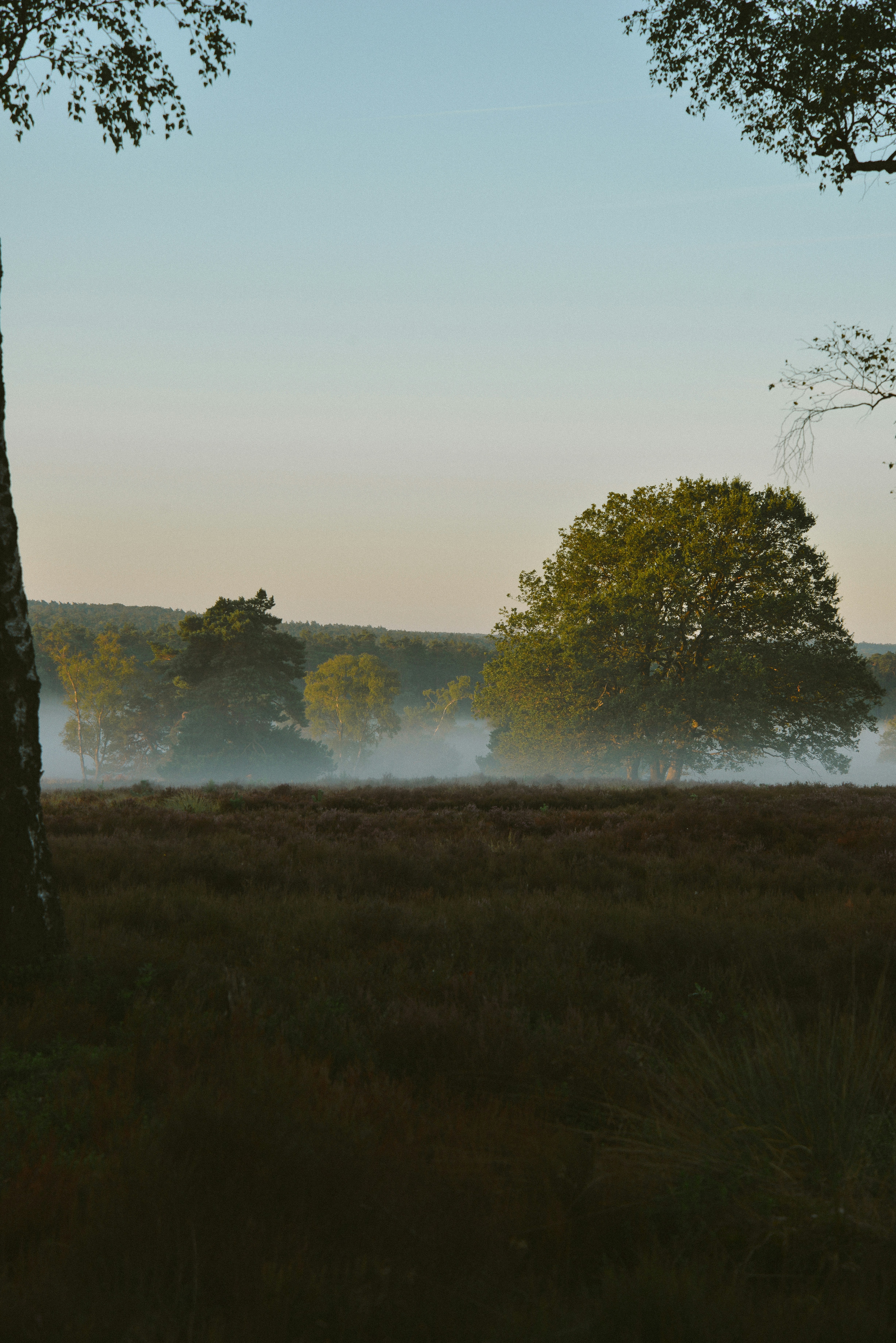 Misty dawn light washes a fields-edge landscape as distant trees glow softly; a low-lying fog curls near the ground, creating atmosphere and depth without dramatic movement.