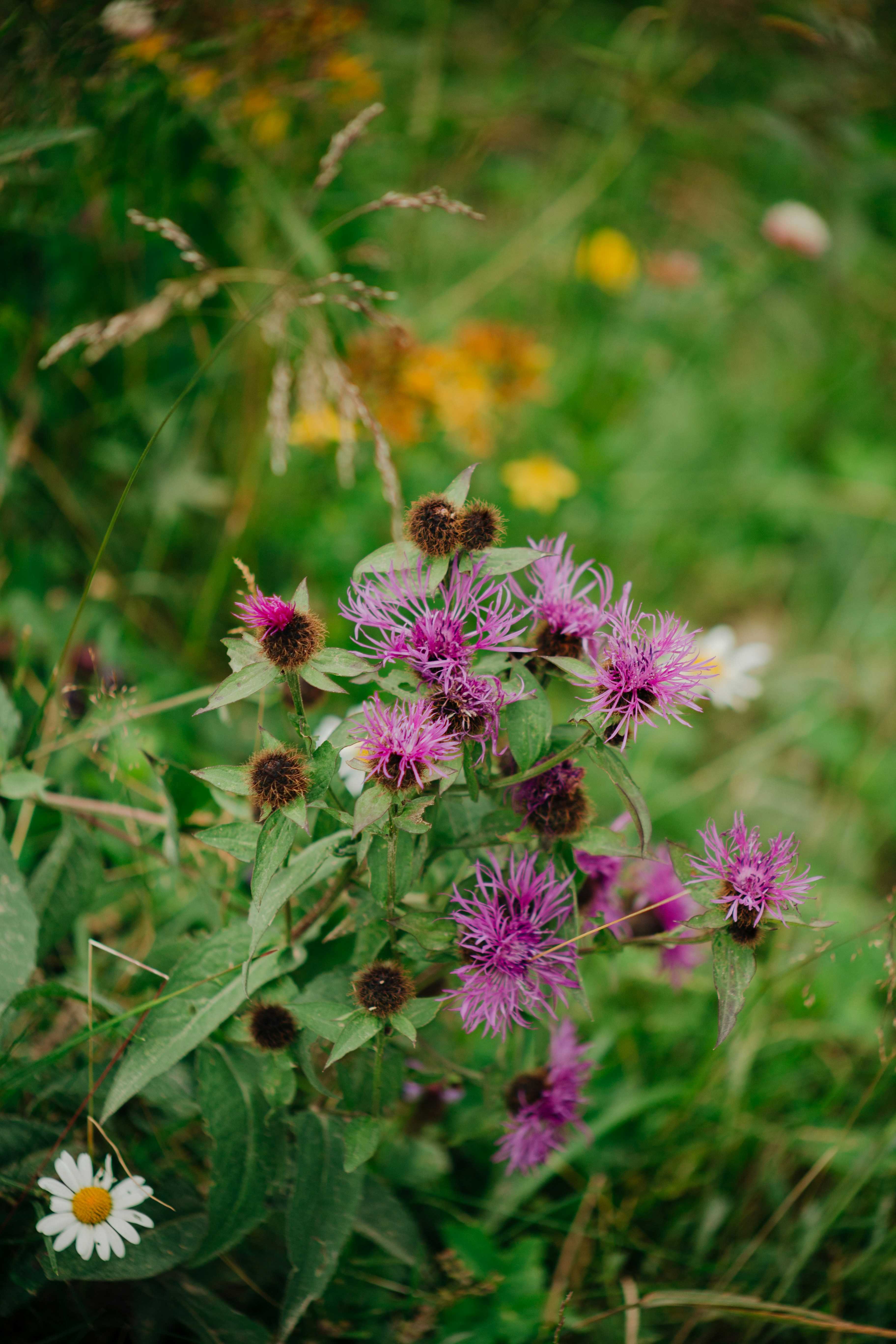 Purple Queen in a Meadow: Wildflower Portrait