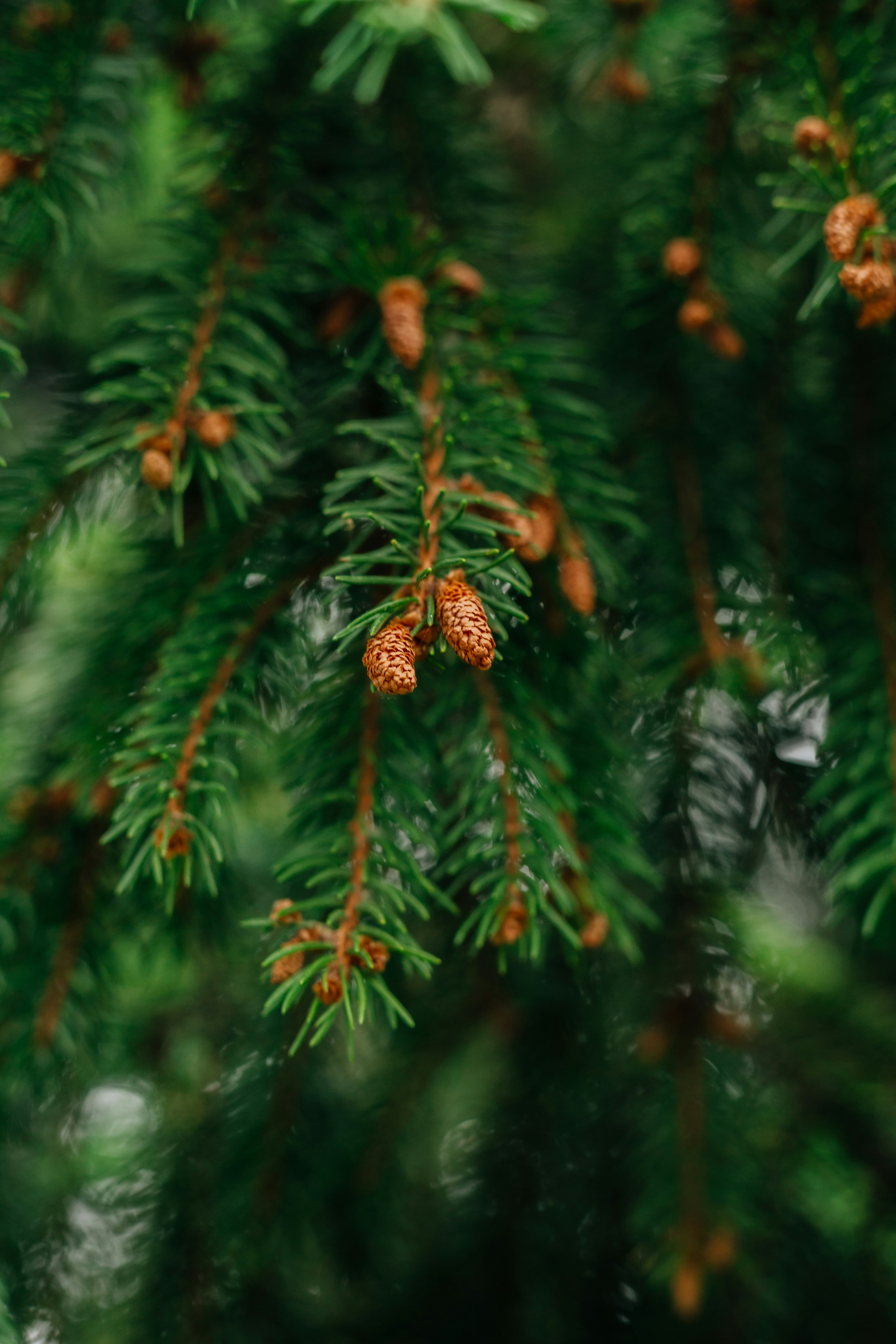 Emerald Sprigs with Cones: A Quiet Pine Moment