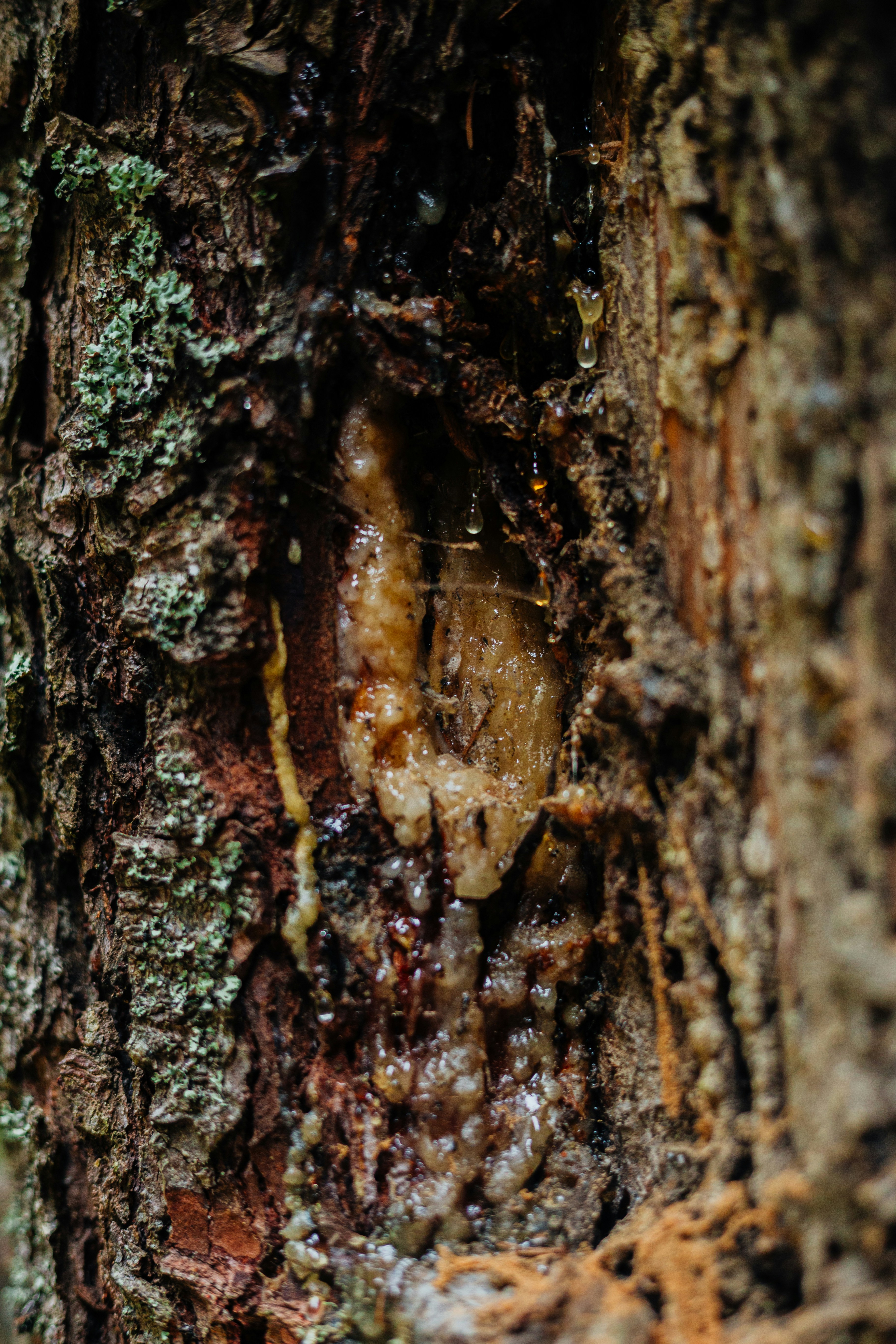 Glossy resin secrets: sap oozing from weathered bark