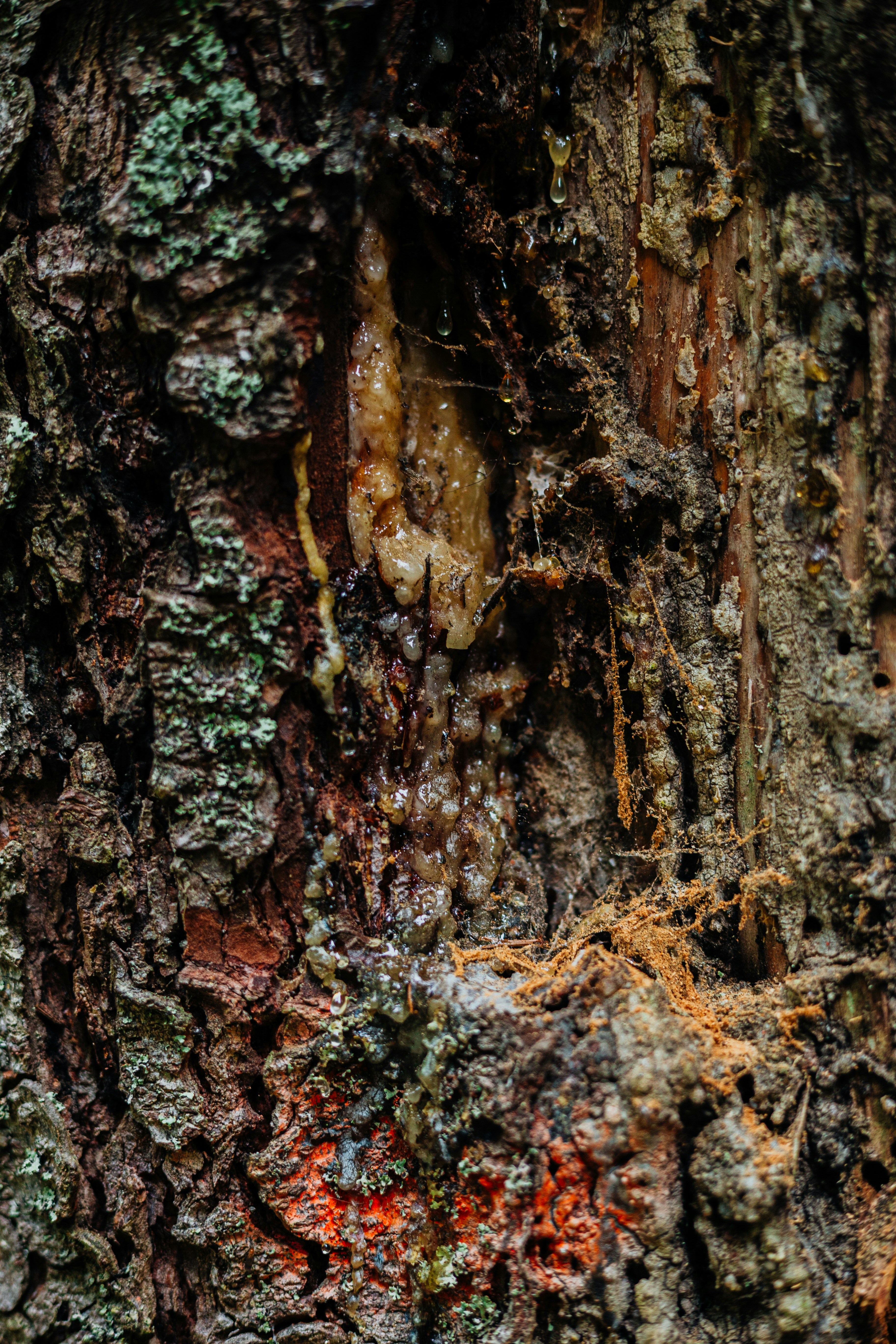 Forest’s Hidden Sap: A Macro Portrait of Weathered Bark and Resin