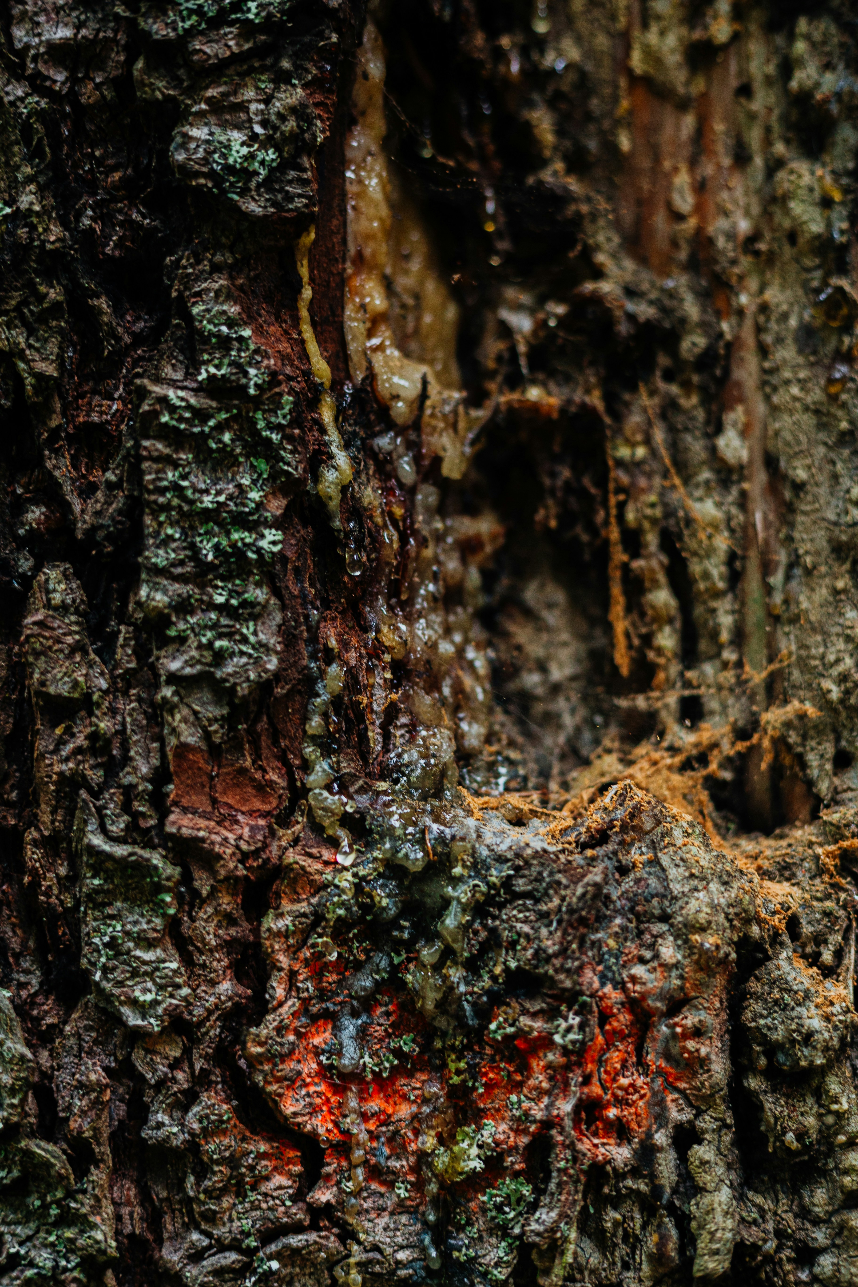 Tree Bark Under Moss: A Close Study of Texture and Color